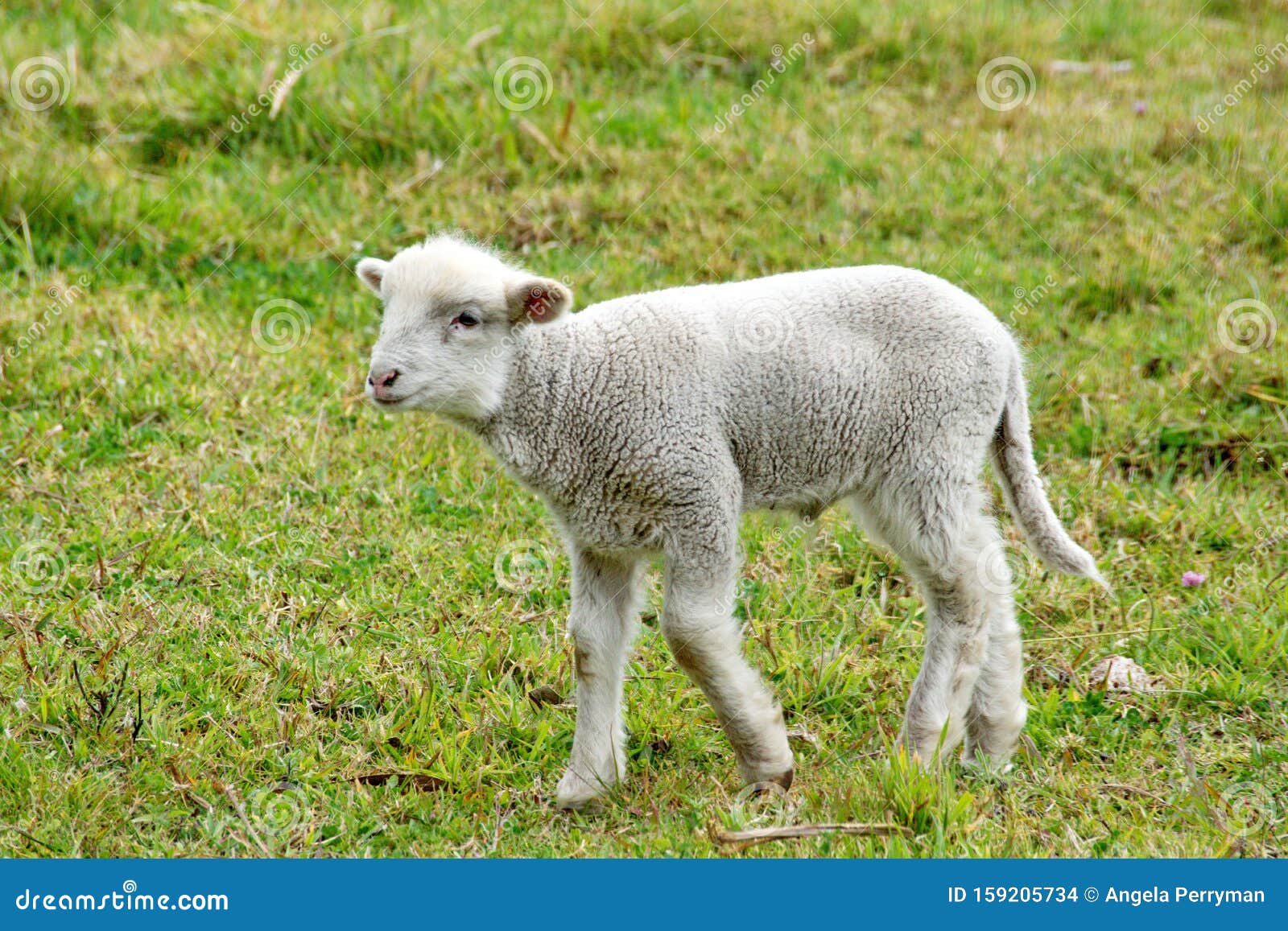 Lamb in a field stock photo. Image of farm, grass, south - 159205734