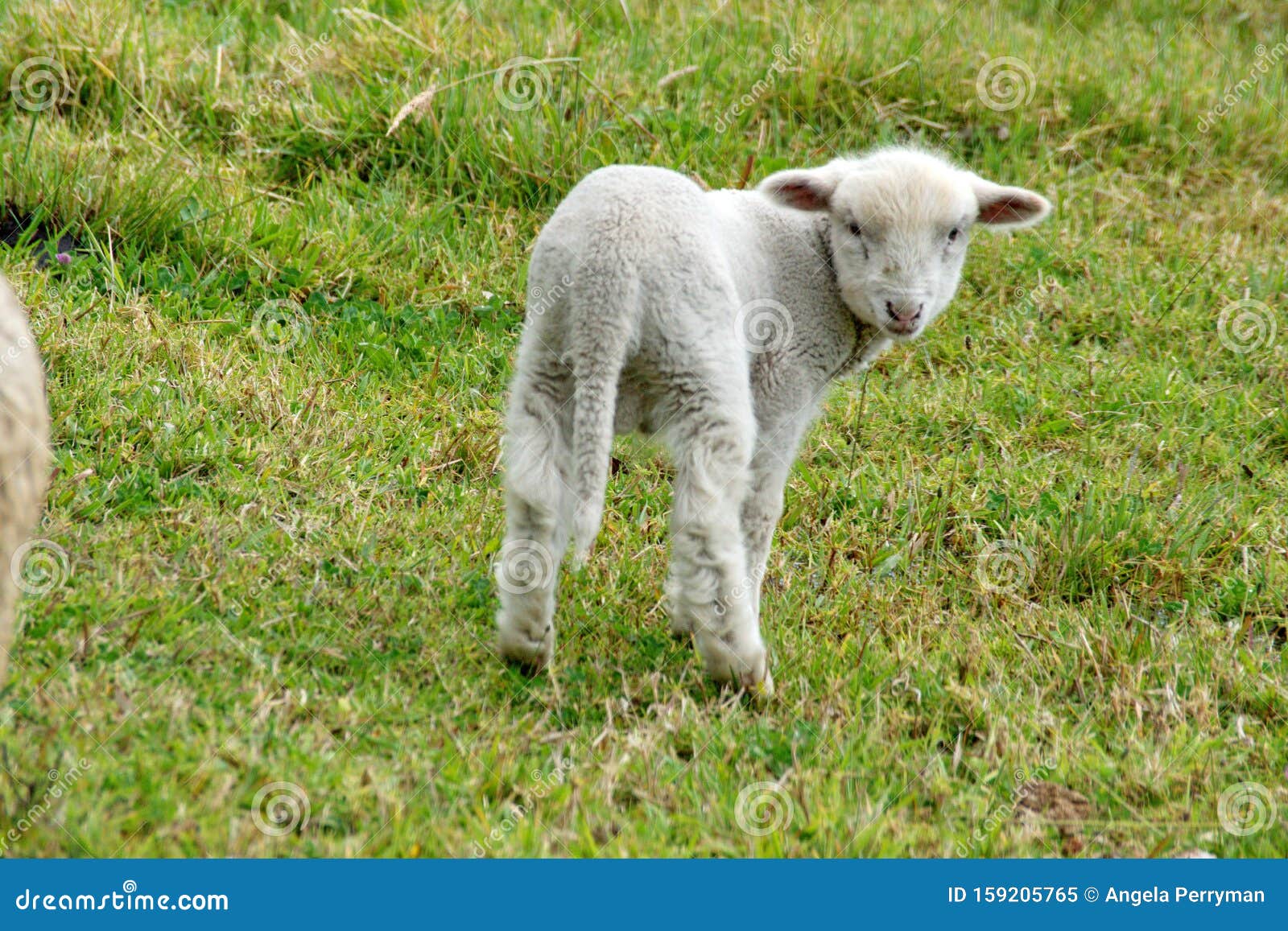 Lamb in a field stock image. Image of young, latin, grass - 159205765