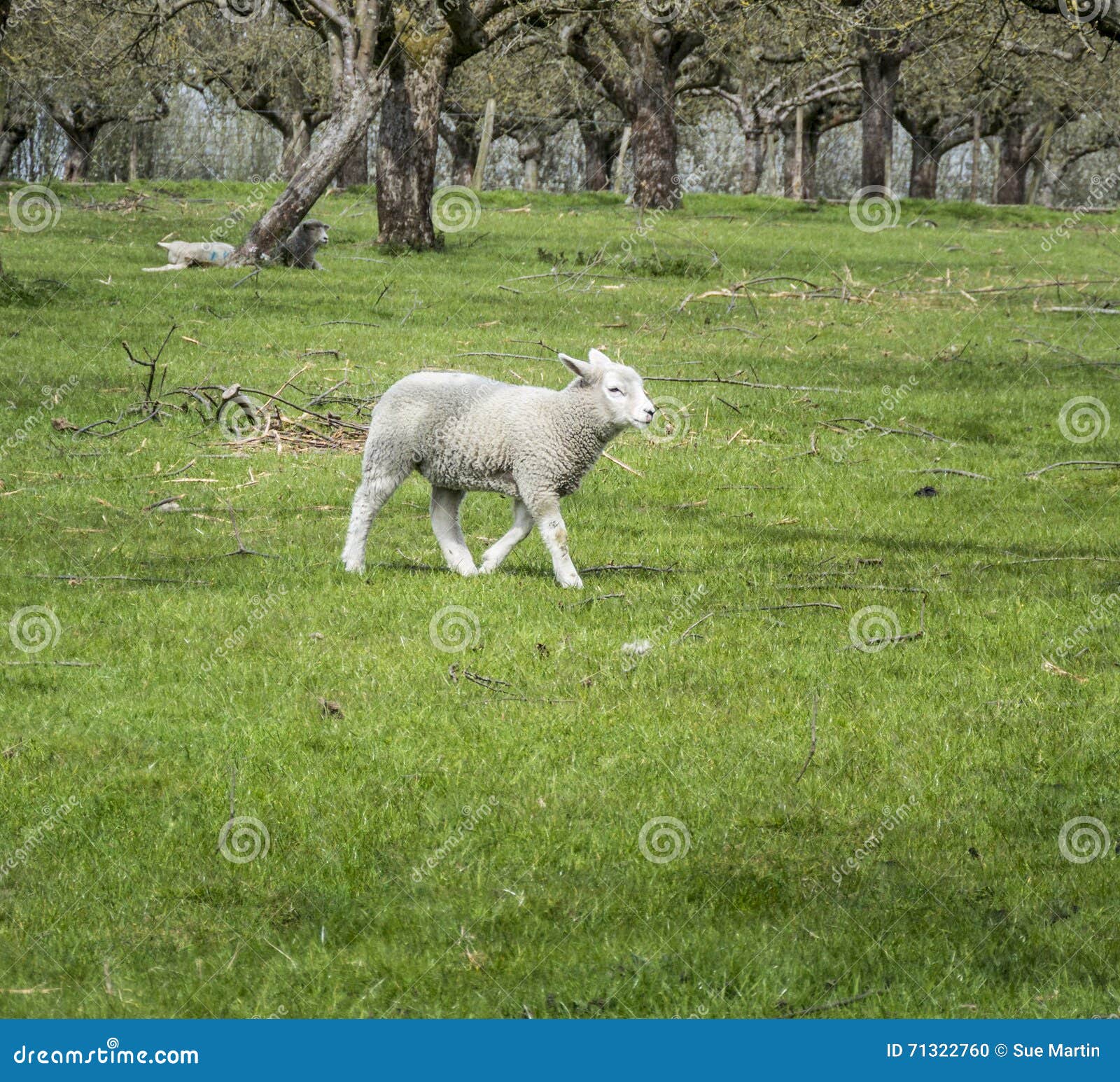 Lamb in Field stock photo. Image of pasture, green, wool - 71322760