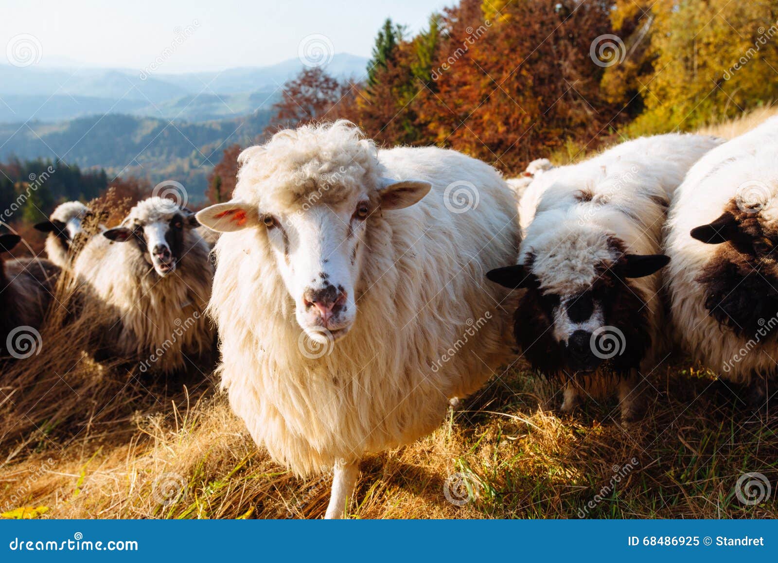 Lamb stock image. Image of field, agriculture, flock - 68486925