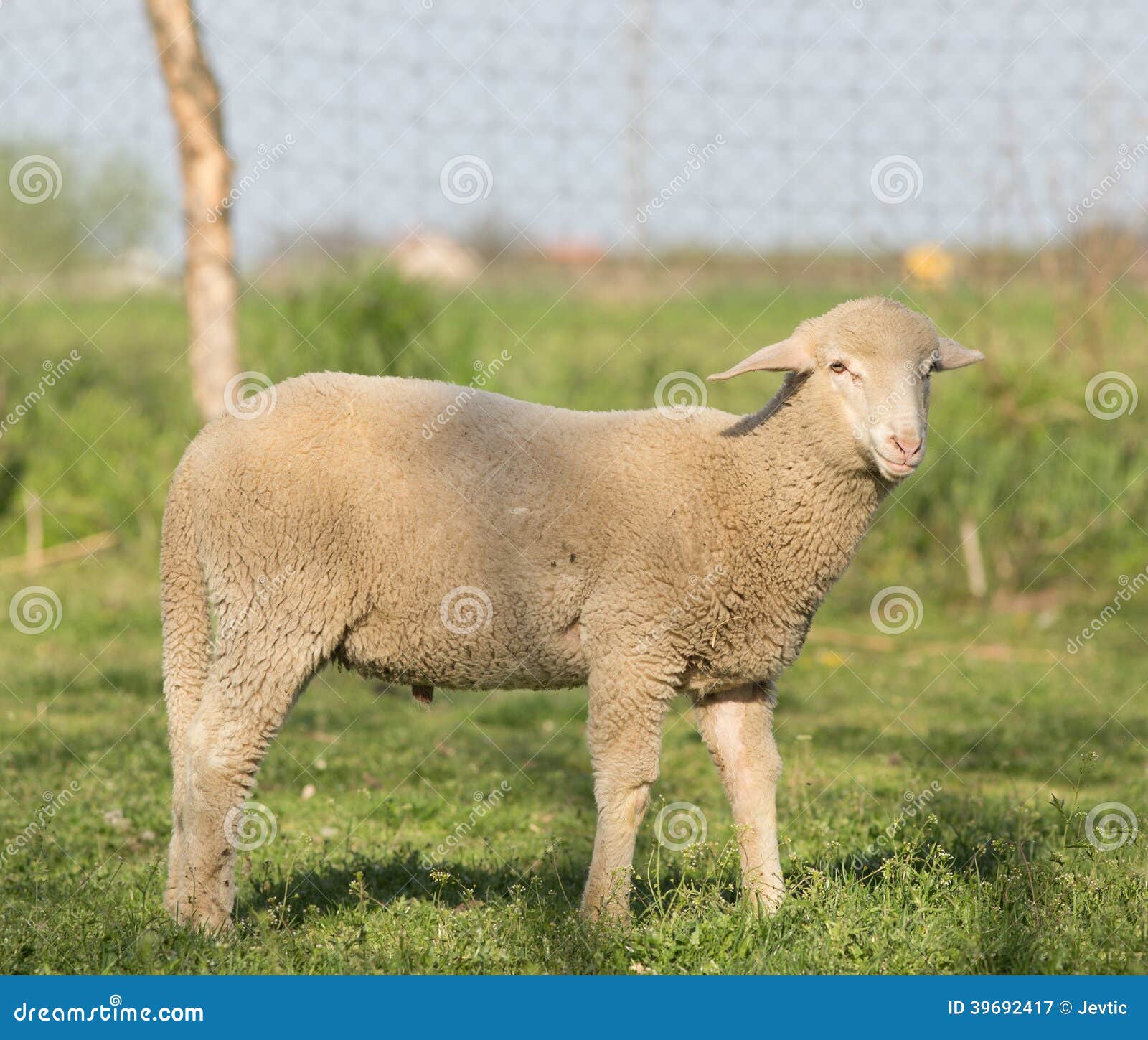 Lamb on grass stock image. Image of dairy, domestic, farming - 39692417