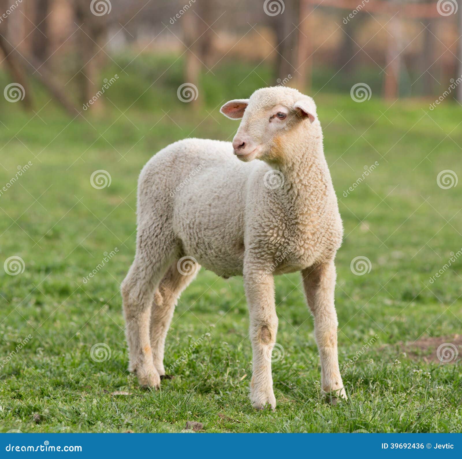Lamb on grass stock photo. Image of feeding, industry - 39692436