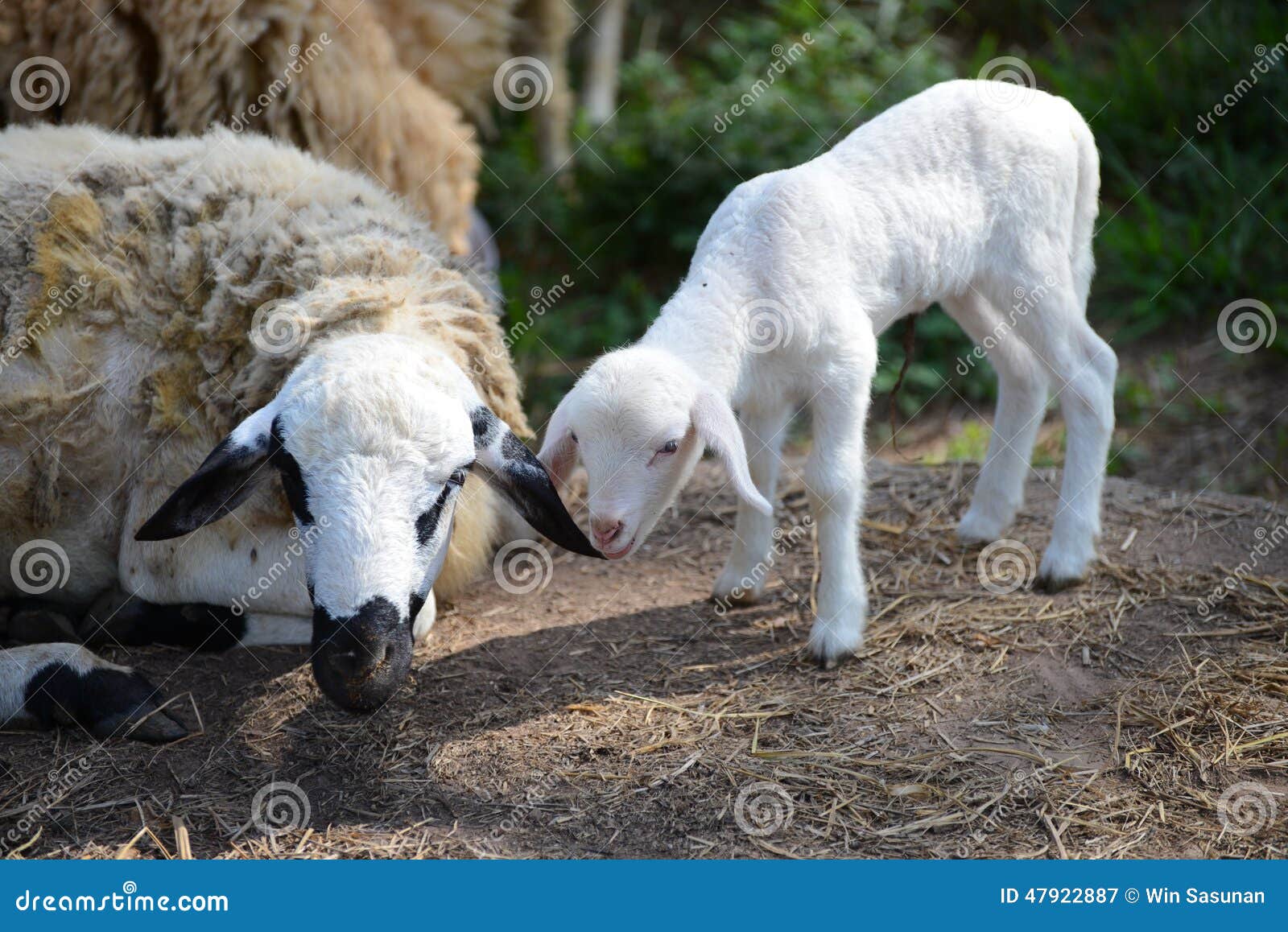 Lamb stock image. Image of lamb, beautiful, agriculture - 47922887