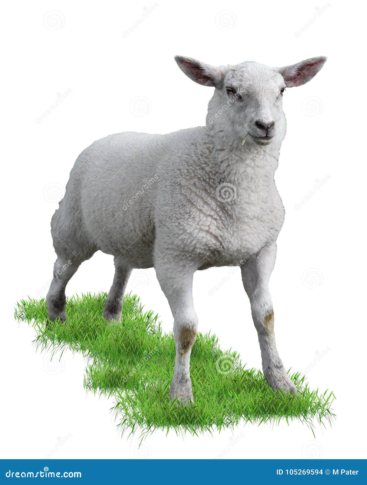 Lamb Isolated on White Background Stock Photo - Image of cutout ...