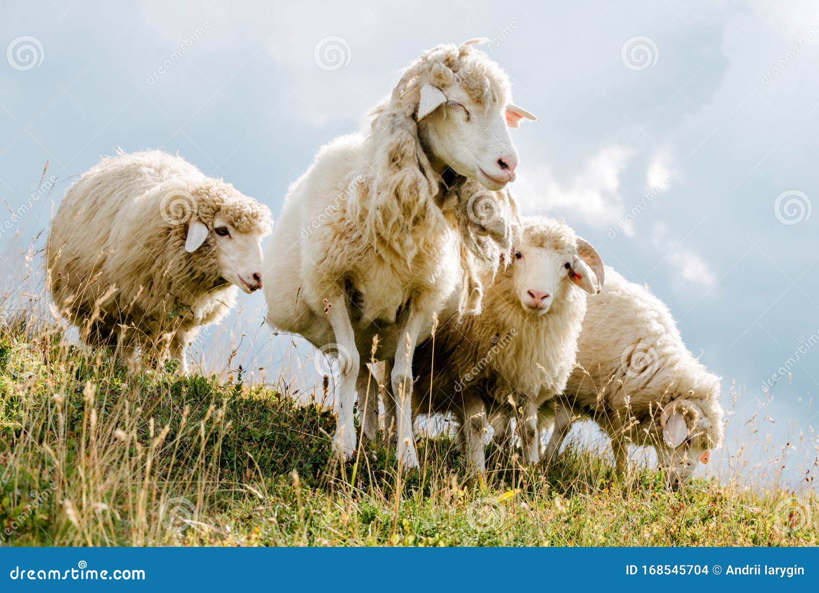 Lamb On Grass Royalty-Free Stock Photography | CartoonDealer.com #39692417