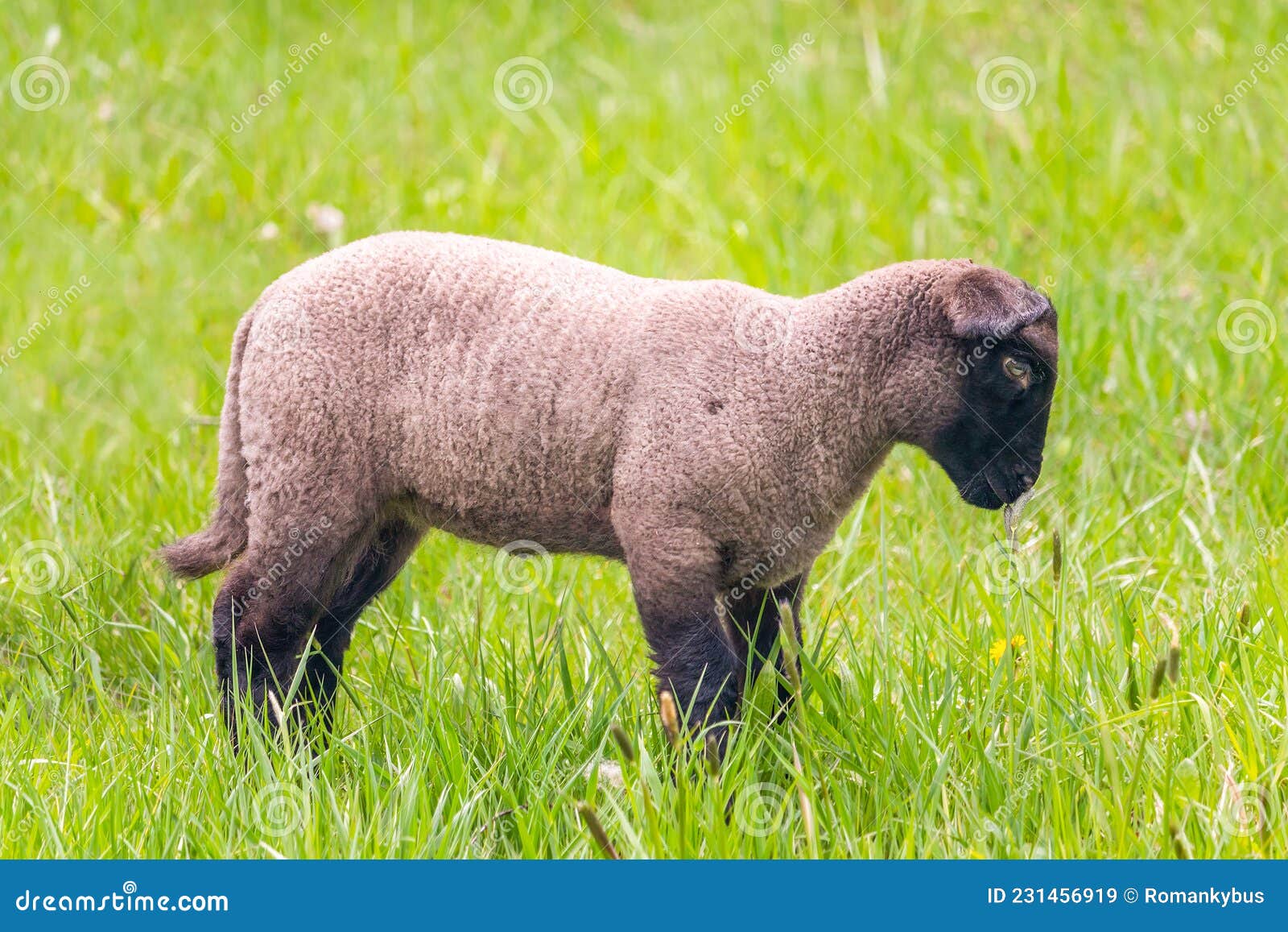 Lamb in the Grass - Suffolk Sheep on Pasture, Side View Stock Image ...