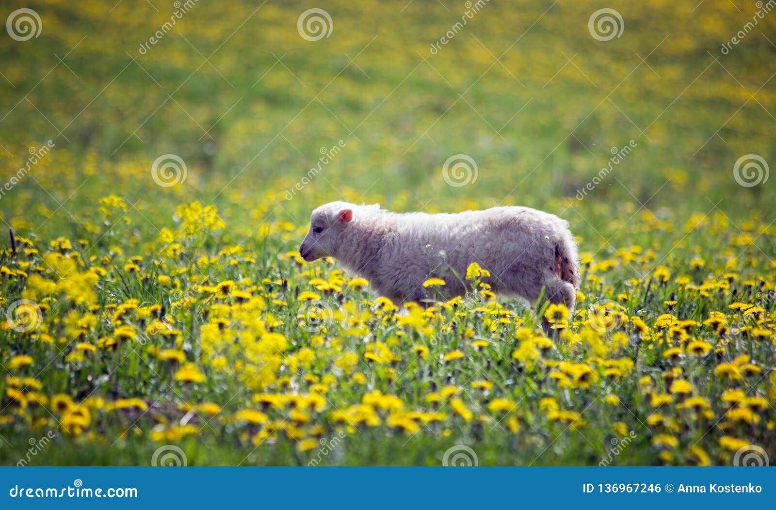 A Lamb Grazes on a Spring Meadow with a Sunny Day Stock Photo - Image ...