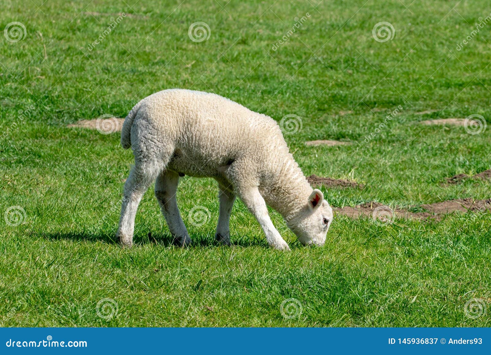 Lamb Grazing in Grass Meadow in Spring Stock Image - Image of lamb ...