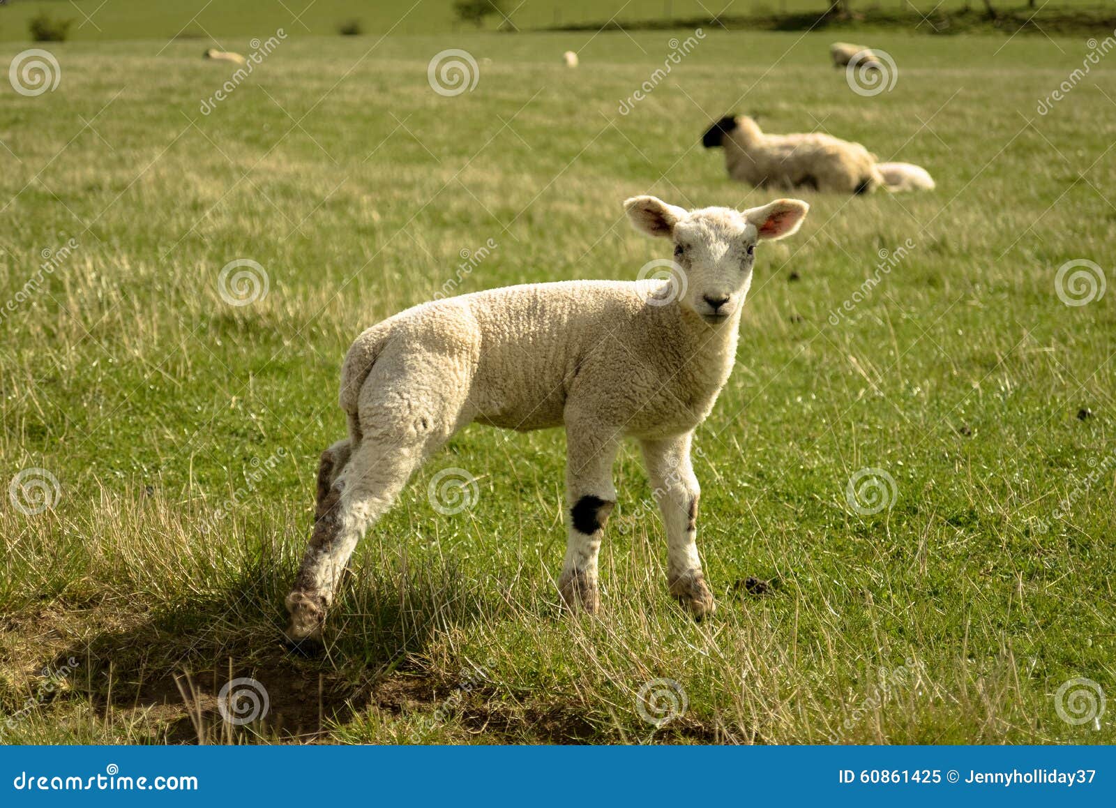 Lamb in a green field stock image. Image of field, agriculture - 60861425