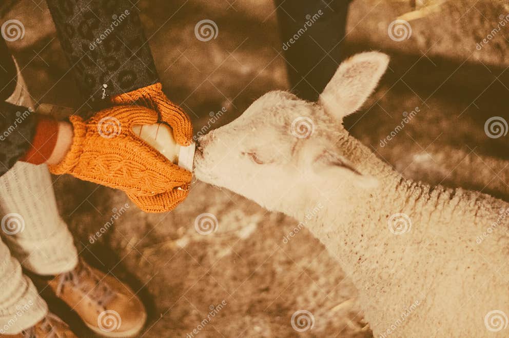 Lamb hand-feeding stock image. Image of pasture, calendar - 47596017
