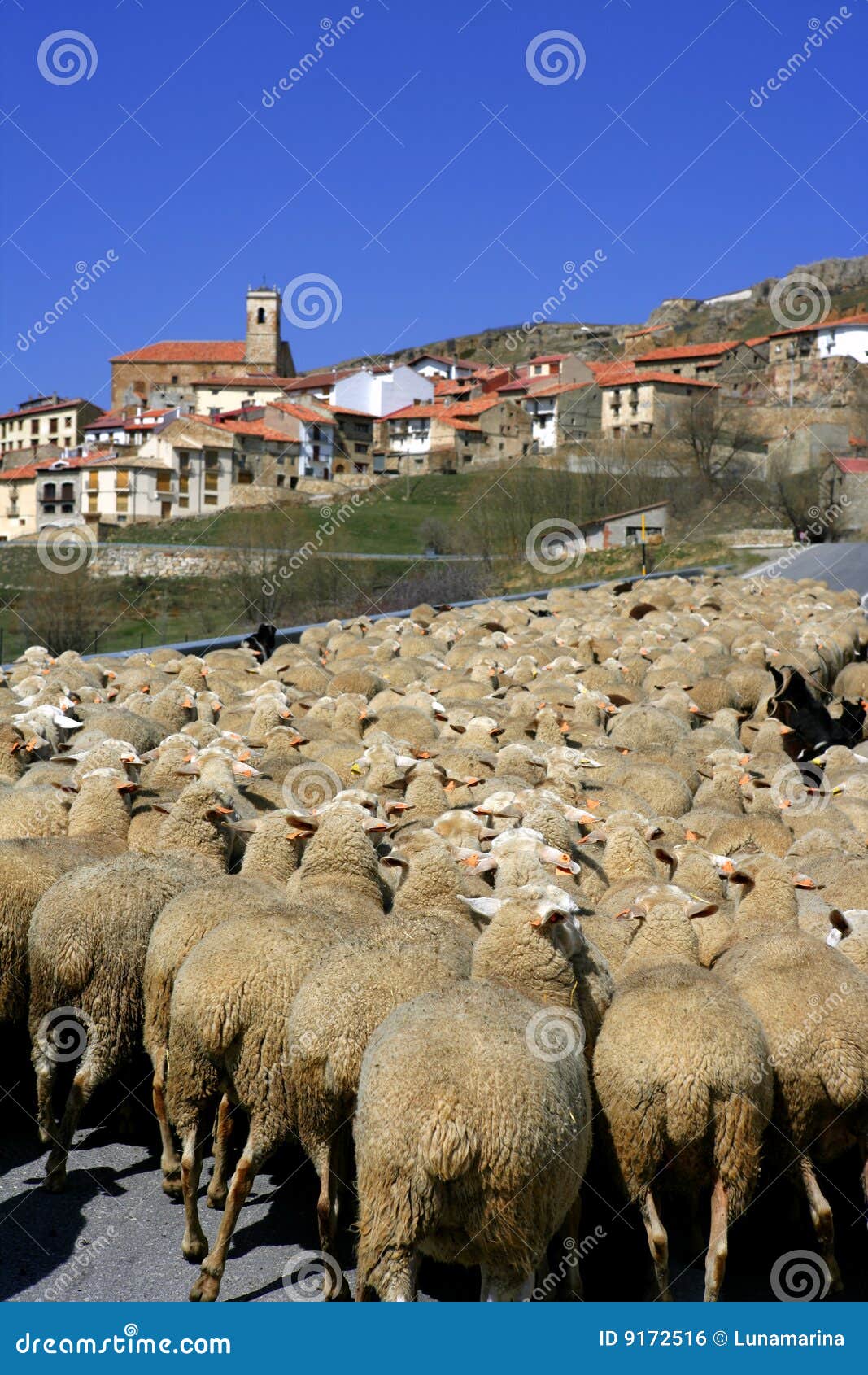 Lamb Herd, Sheep, Gout Flock Spanish Village Stock Photo - Image of ...