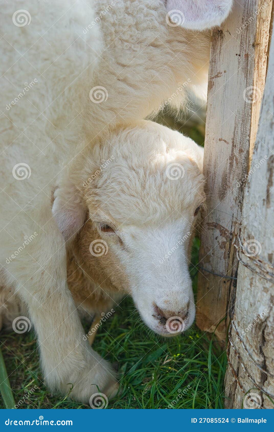 Lamb Hiding Under Other Sheep Stock Photo - Image of nature, mammal ...