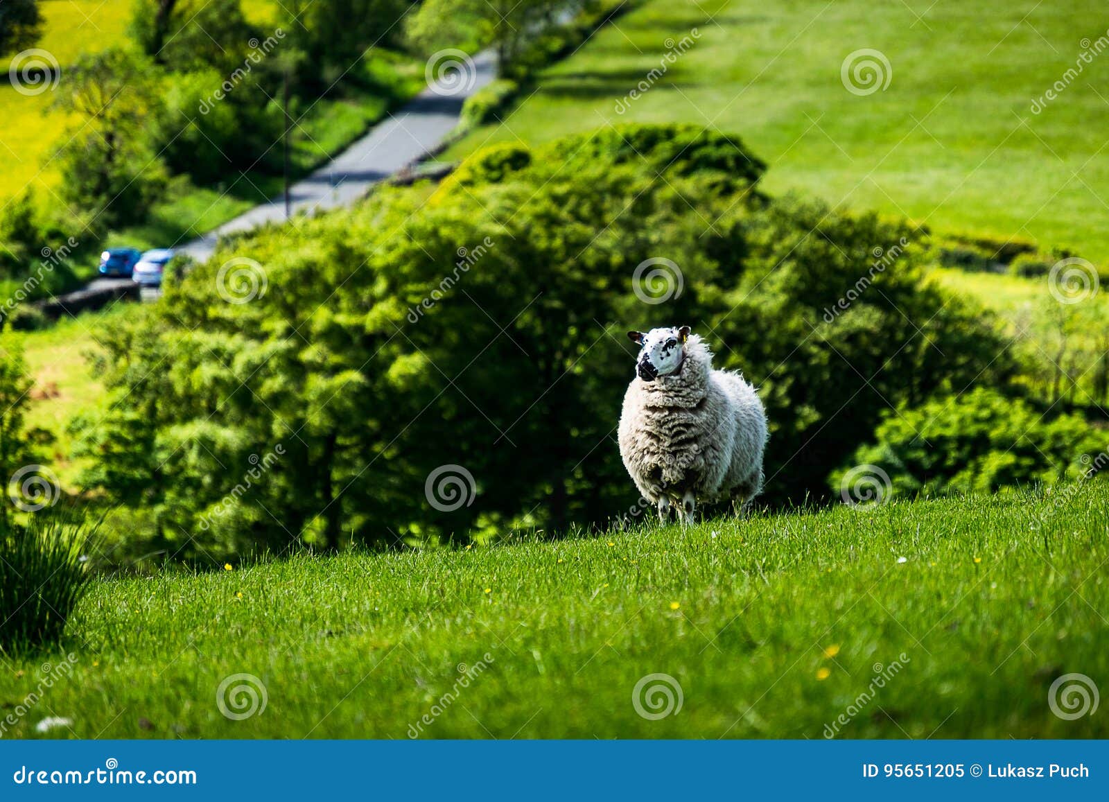 Lamb on the hill stock image. Image of lamb, farming - 95651205