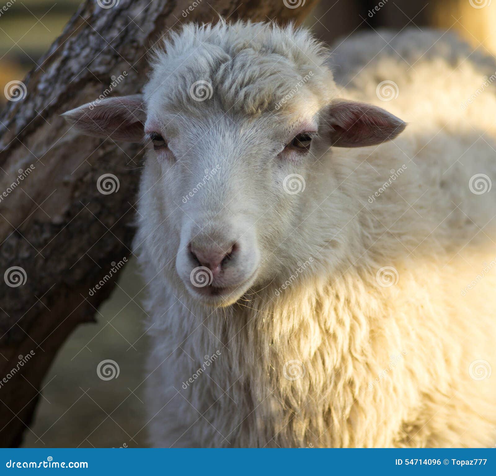 Lamb stock photo. Image of grass, inquisitive, beautiful - 54714096