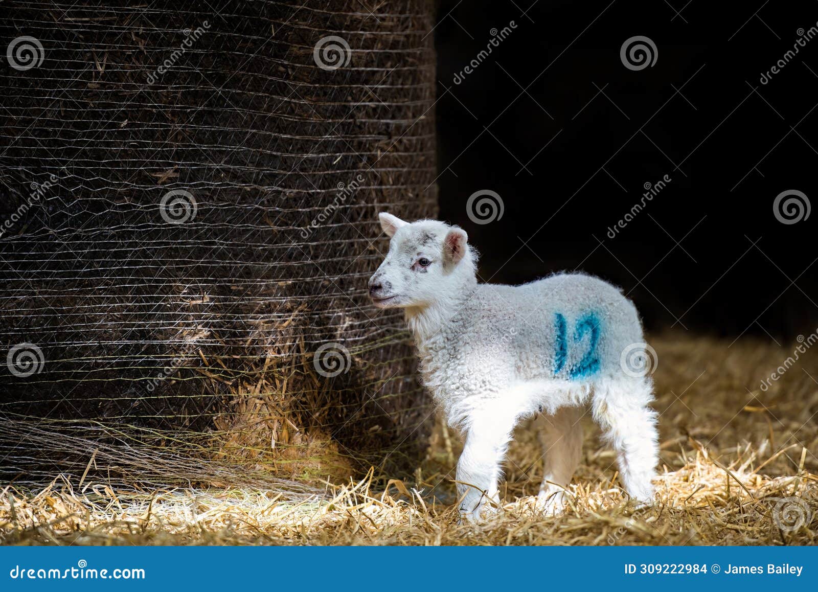Lamb Isolated in a Lambing Pen during the Lambing Season Stock Photo ...