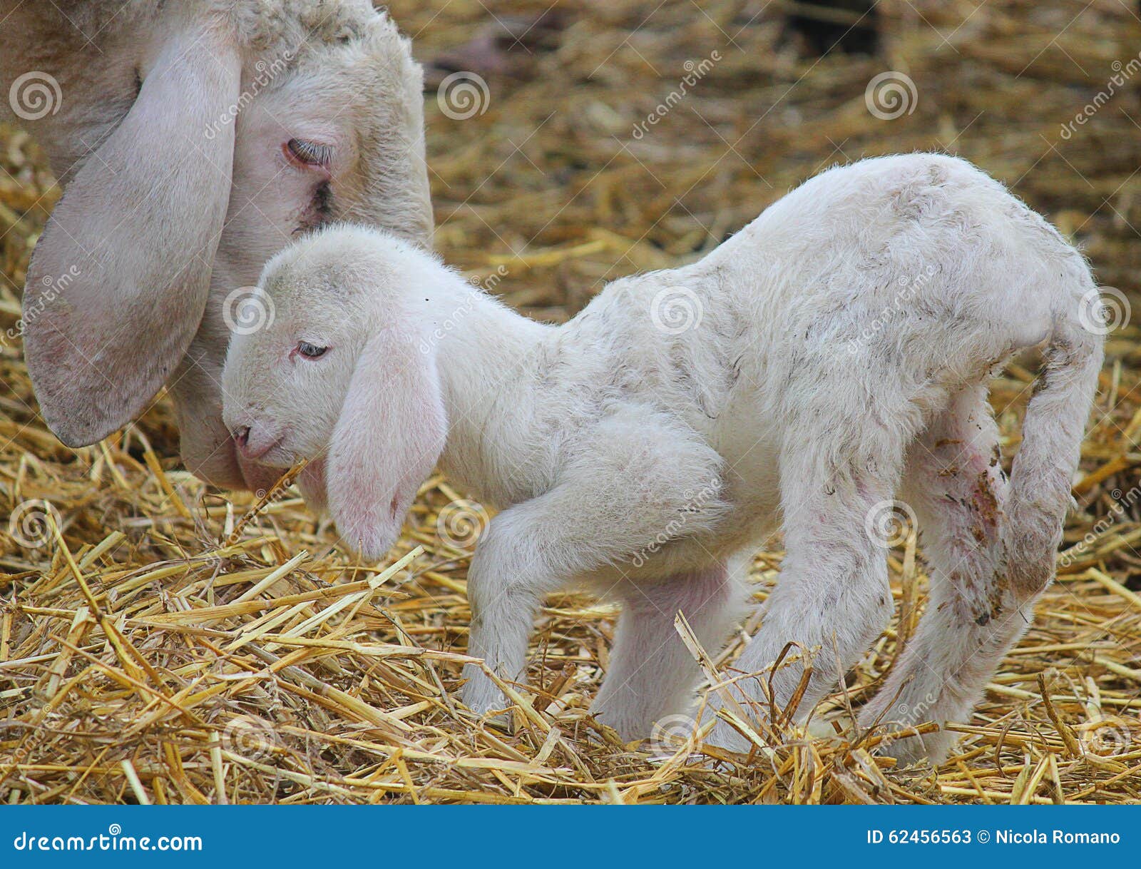 Lamb just born stock image. Image of sheep, wool, straw - 62456563