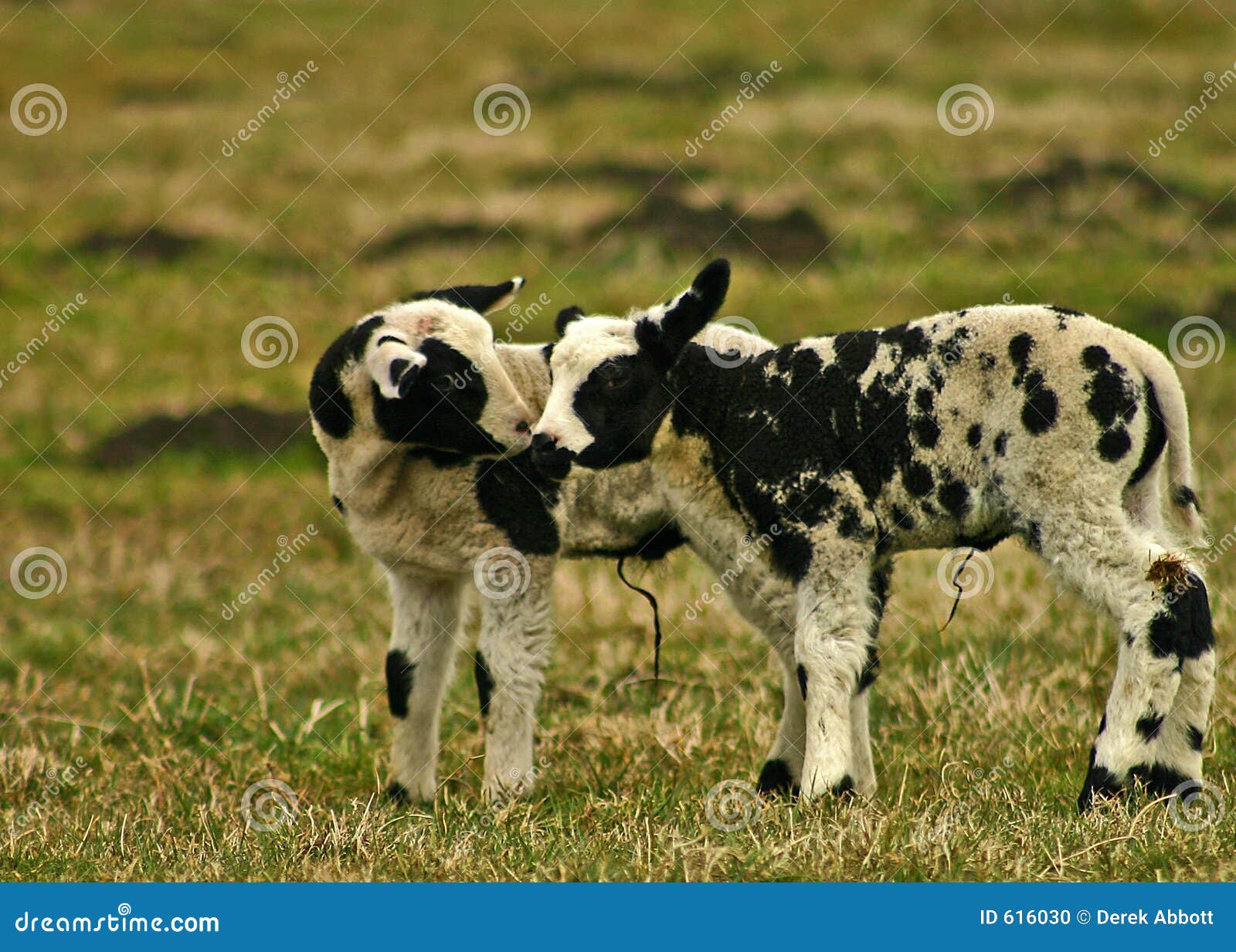 Lamb kiss stock photo. Image of curious, agriculture, climb - 616030
