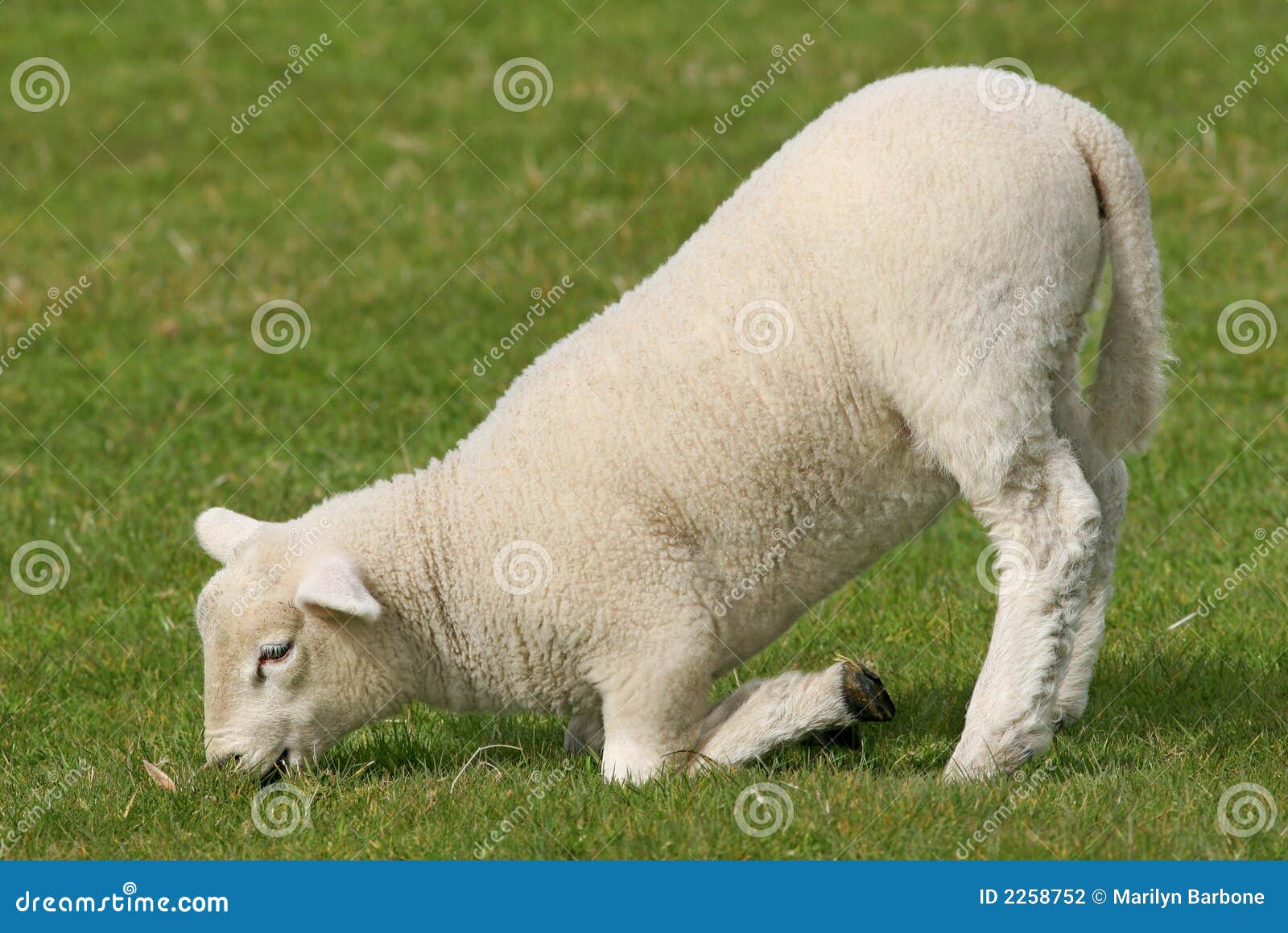 Lamb Kneeling stock photo. Image of humorous, face, farm - 2258752