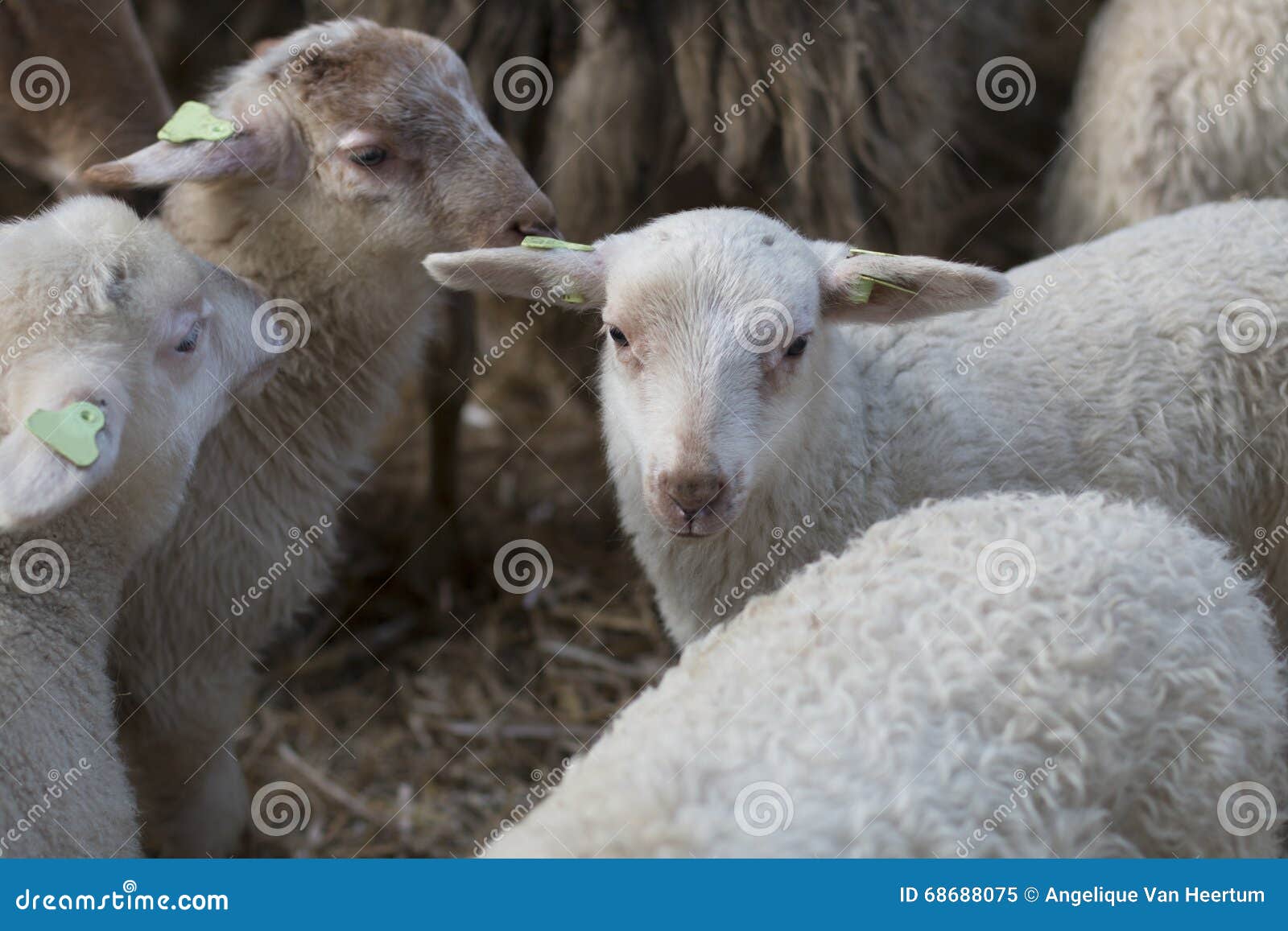 Lamb stock image. Image of breed, paddock, livestock - 68688075
