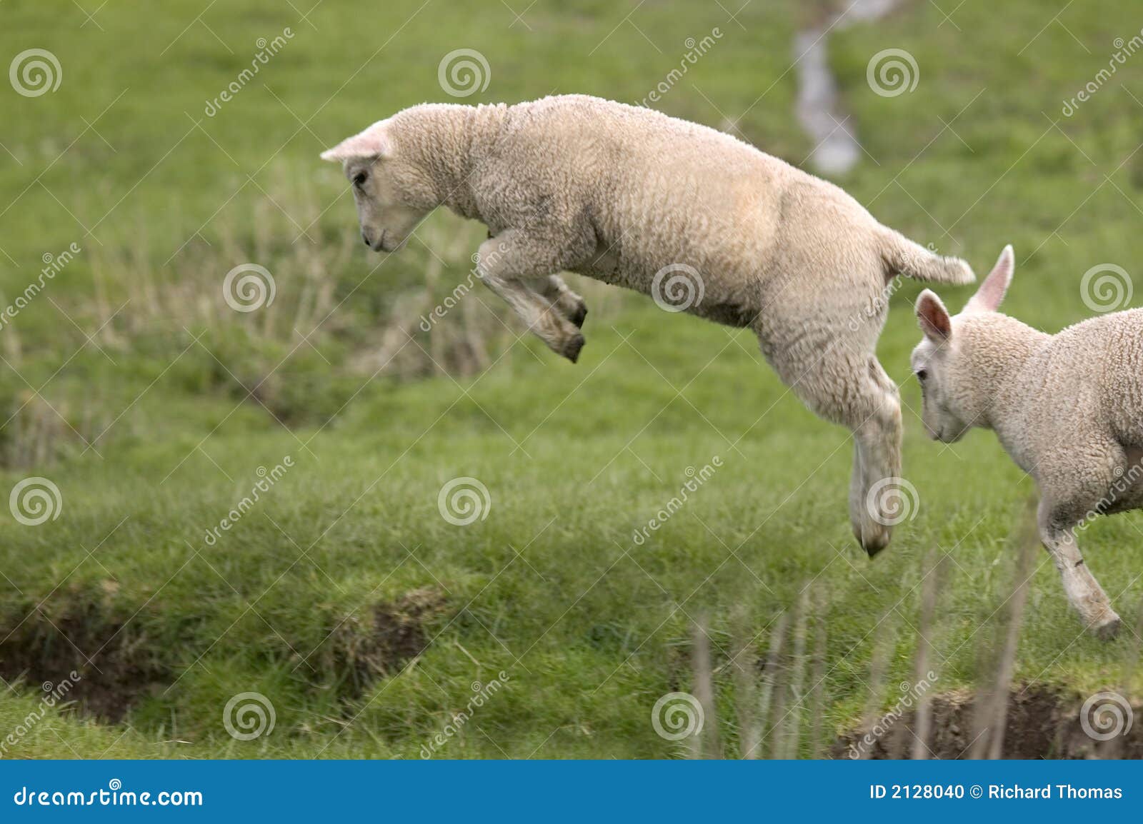 Lamb leaping stock photo. Image of jumping, green, grass - 2128040