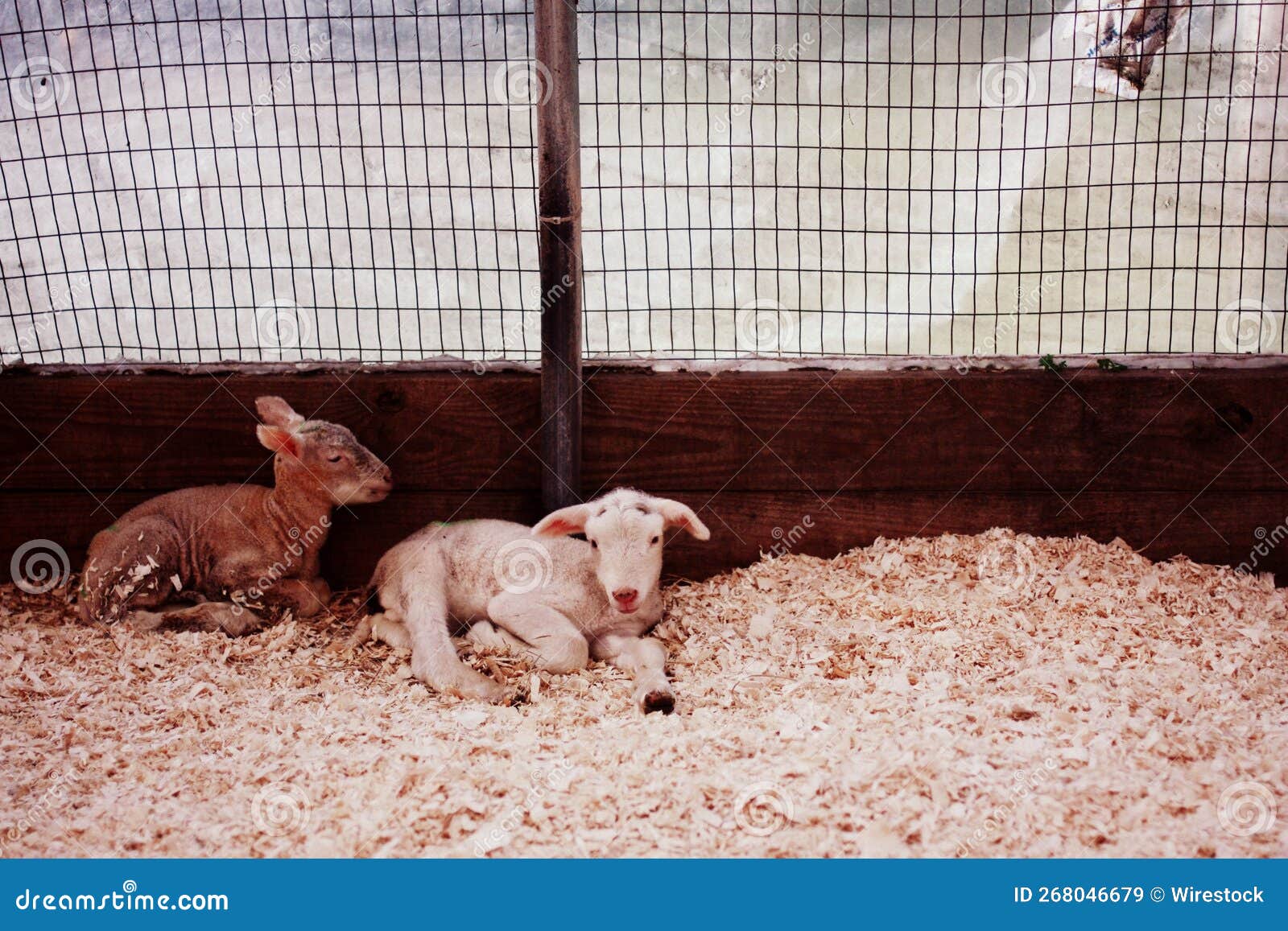 Lamb and a Leveret Snuggled Inside a Cage Stock Image - Image of ...