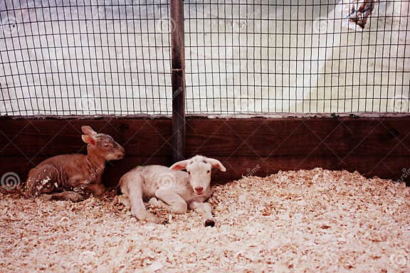 Lamb and a Leveret Snuggled Inside a Cage Stock Image - Image of ...
