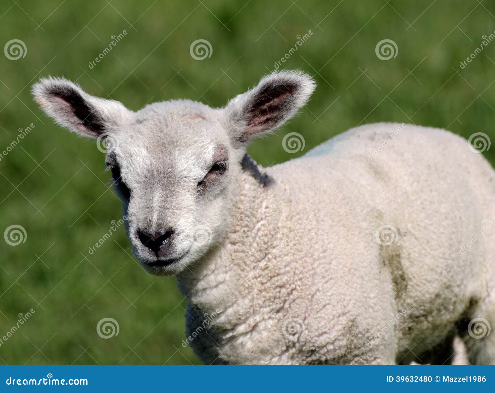 Lamb stock photo. Image of grey, little, lamb, ears, grass - 39632480