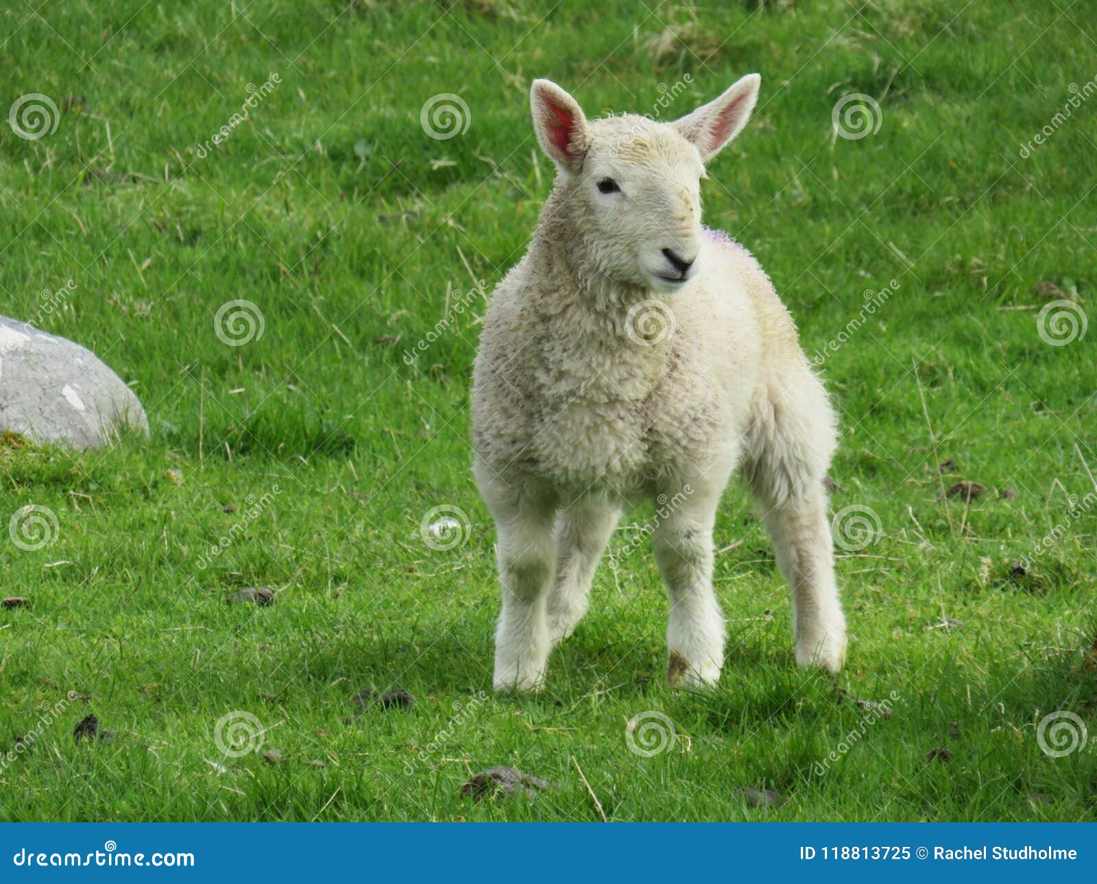 Lamb stock image. Image of field, little, lamb, wildlife - 118813725