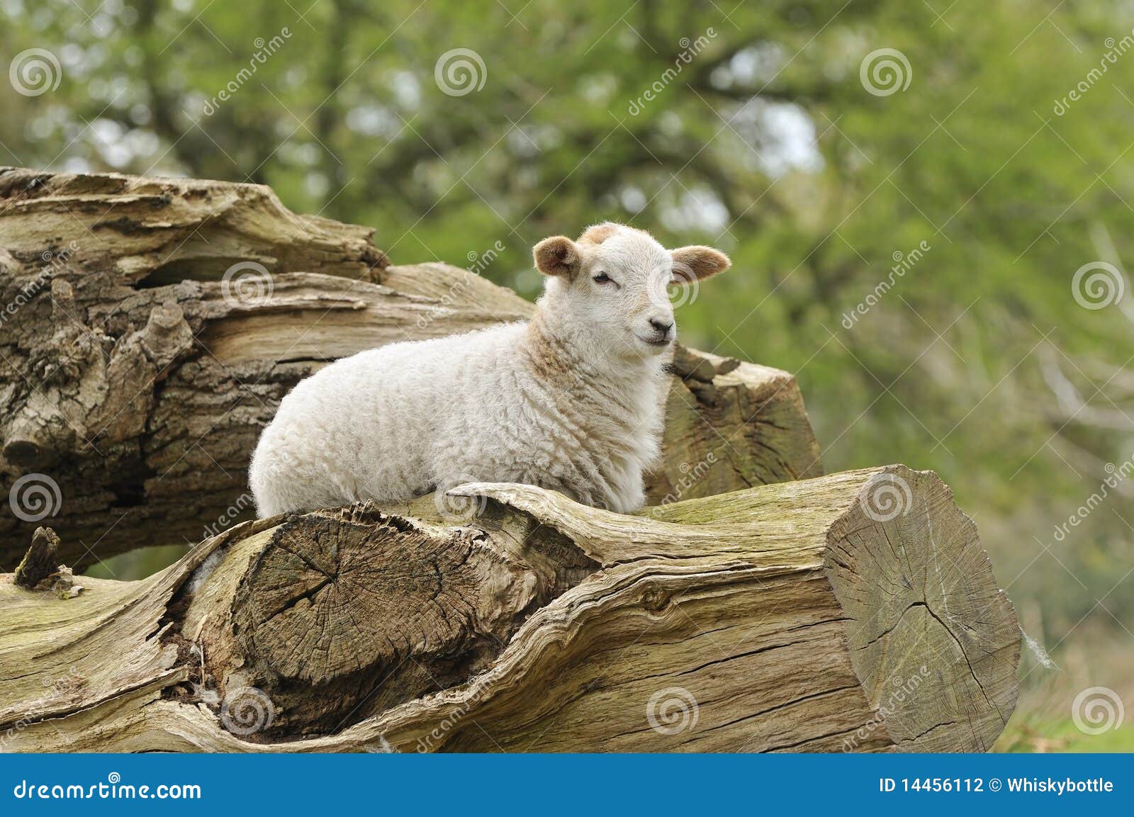 A Dead Lamb Lying Next To A Water Hole In The Australian Outback ...