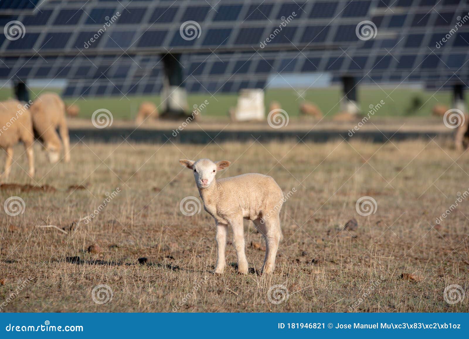 Lamb Looking at Camera by Day in the Field with Solar Panels Stock ...