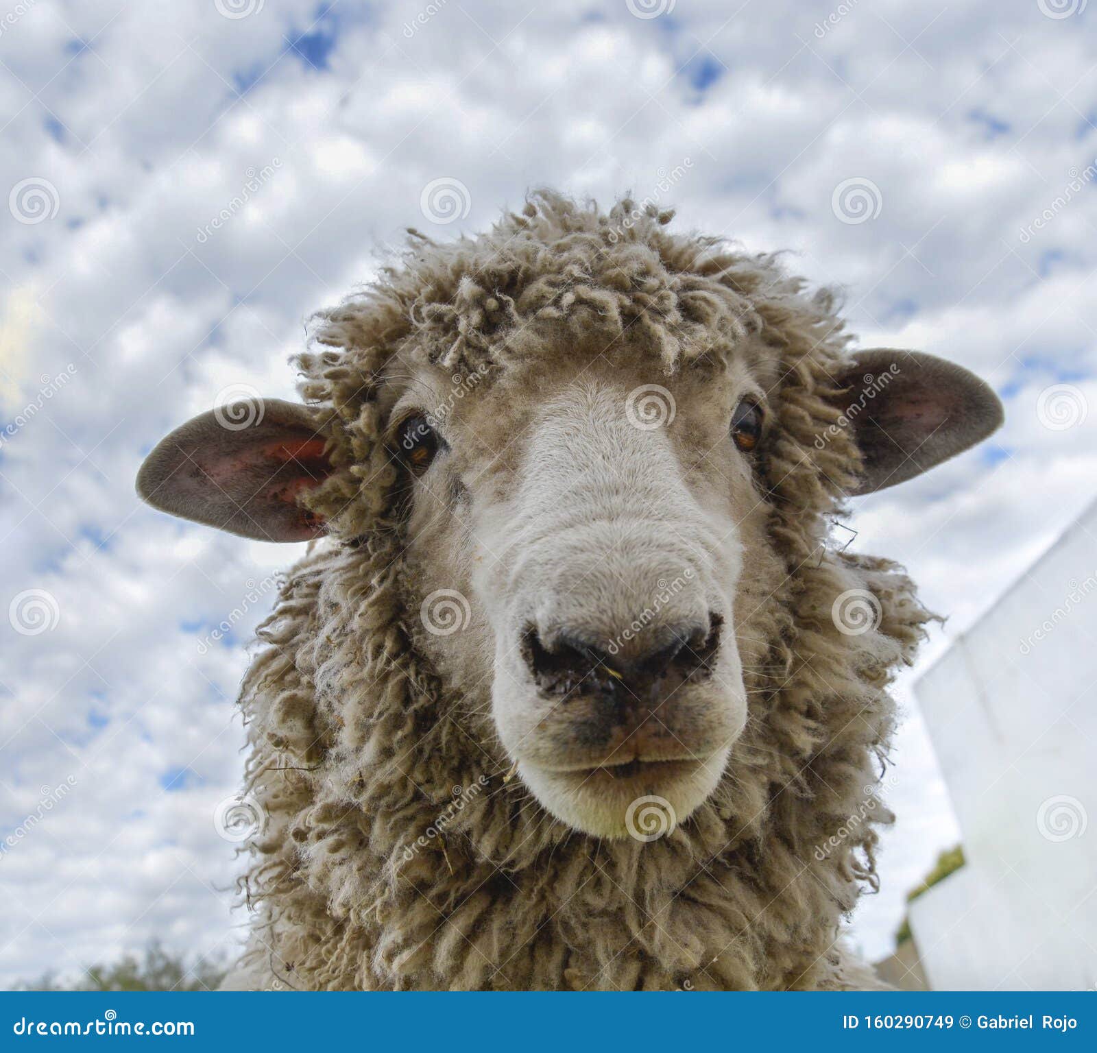 Lamb looking at the camera stock image. Image of camera - 160290749