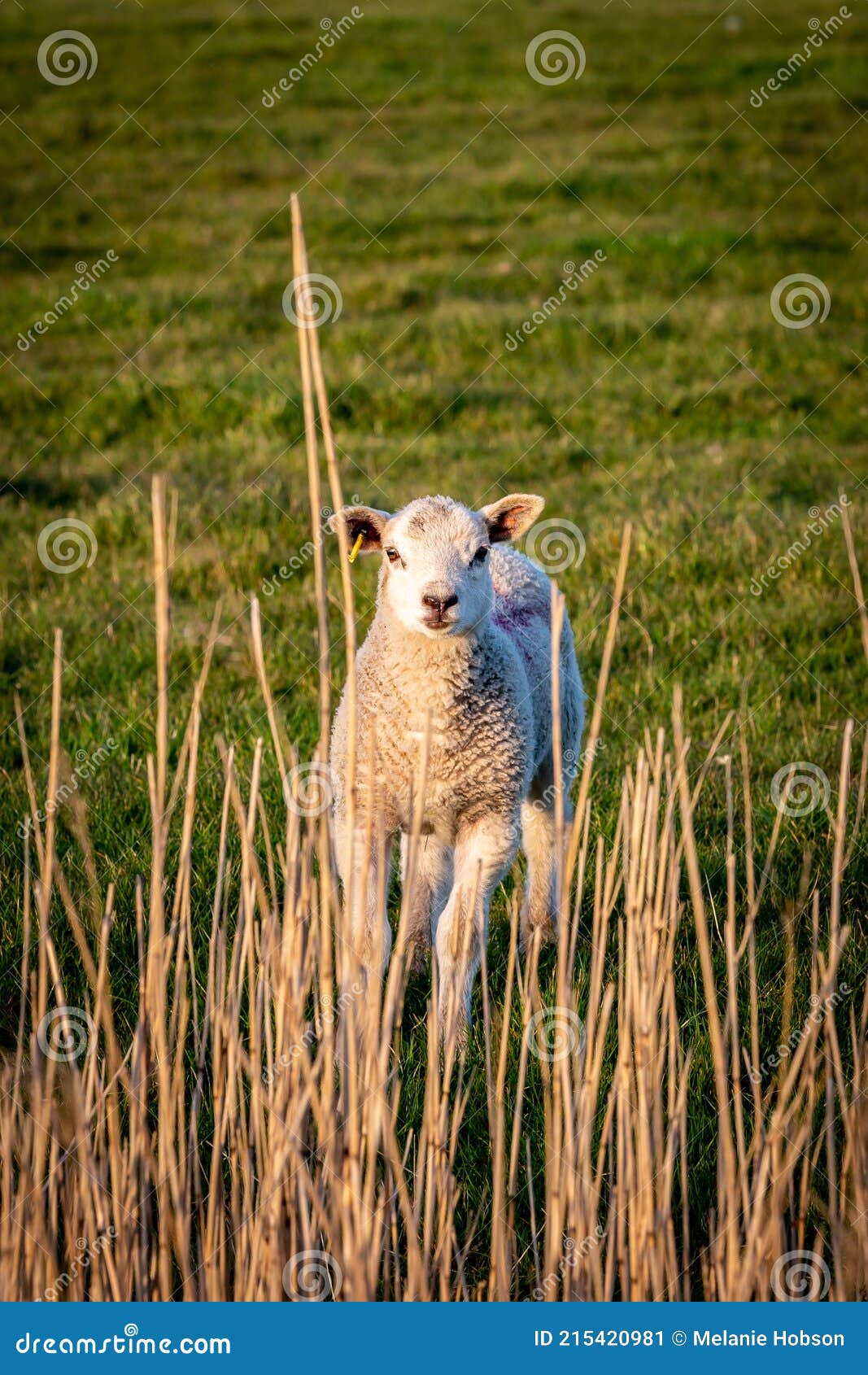 A Lamb Looking at the Camera Stock Image - Image of animals, camera ...