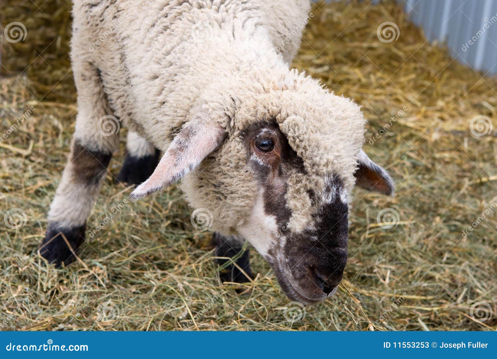 Lamb Looking Curious. stock image. Image of farm, grass - 11553253