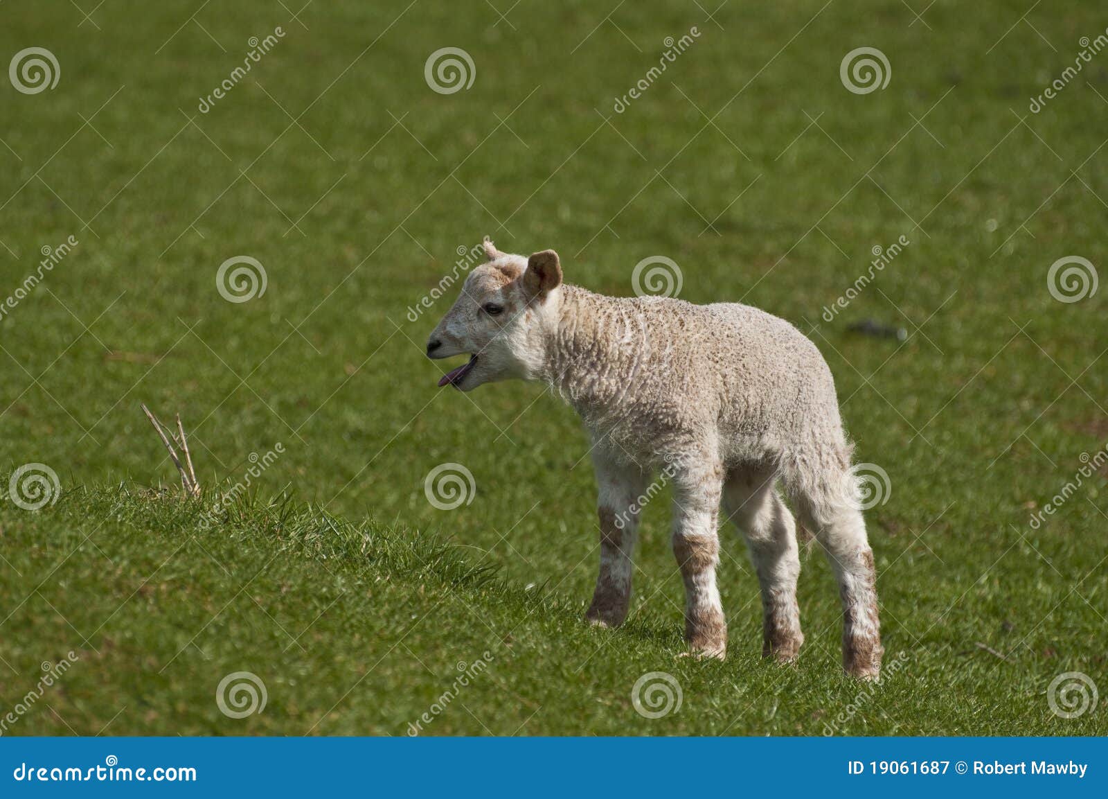 Lamb looking for mother stock image. Image of wool, livestock - 19061687