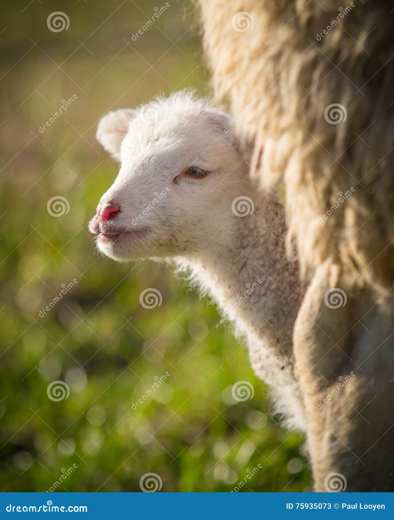 Lamb stock image. Image of sheep, juvenile, white, baby - 75935073