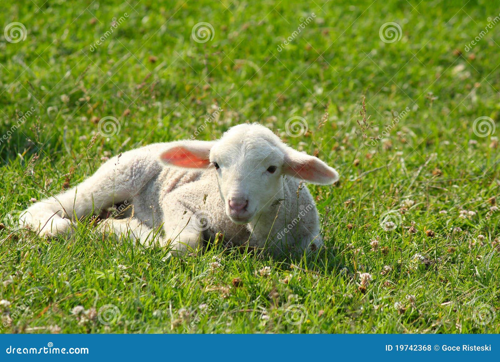 Lamb lying in pasture stock photo. Image of cute, little - 19742368