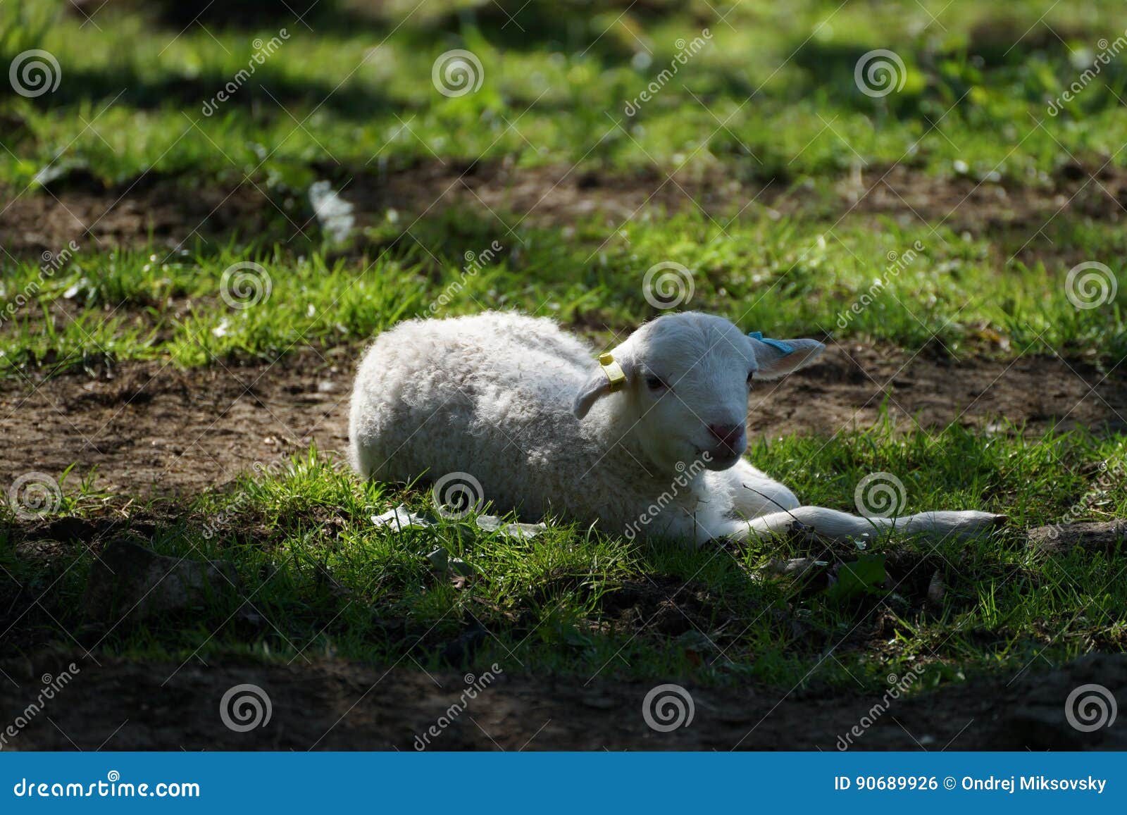 Lamb Lying Shadow Trees Stock Photos - Free & Royalty-Free Stock Photos ...