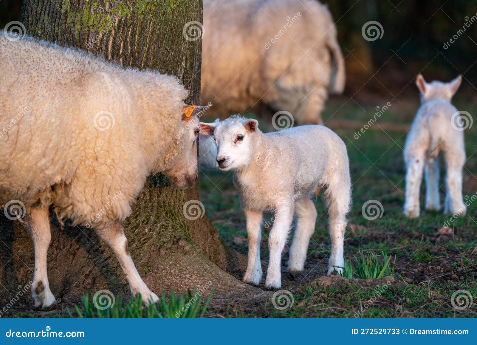 A lamb on the meadow stock image. Image of adorable - 272529733