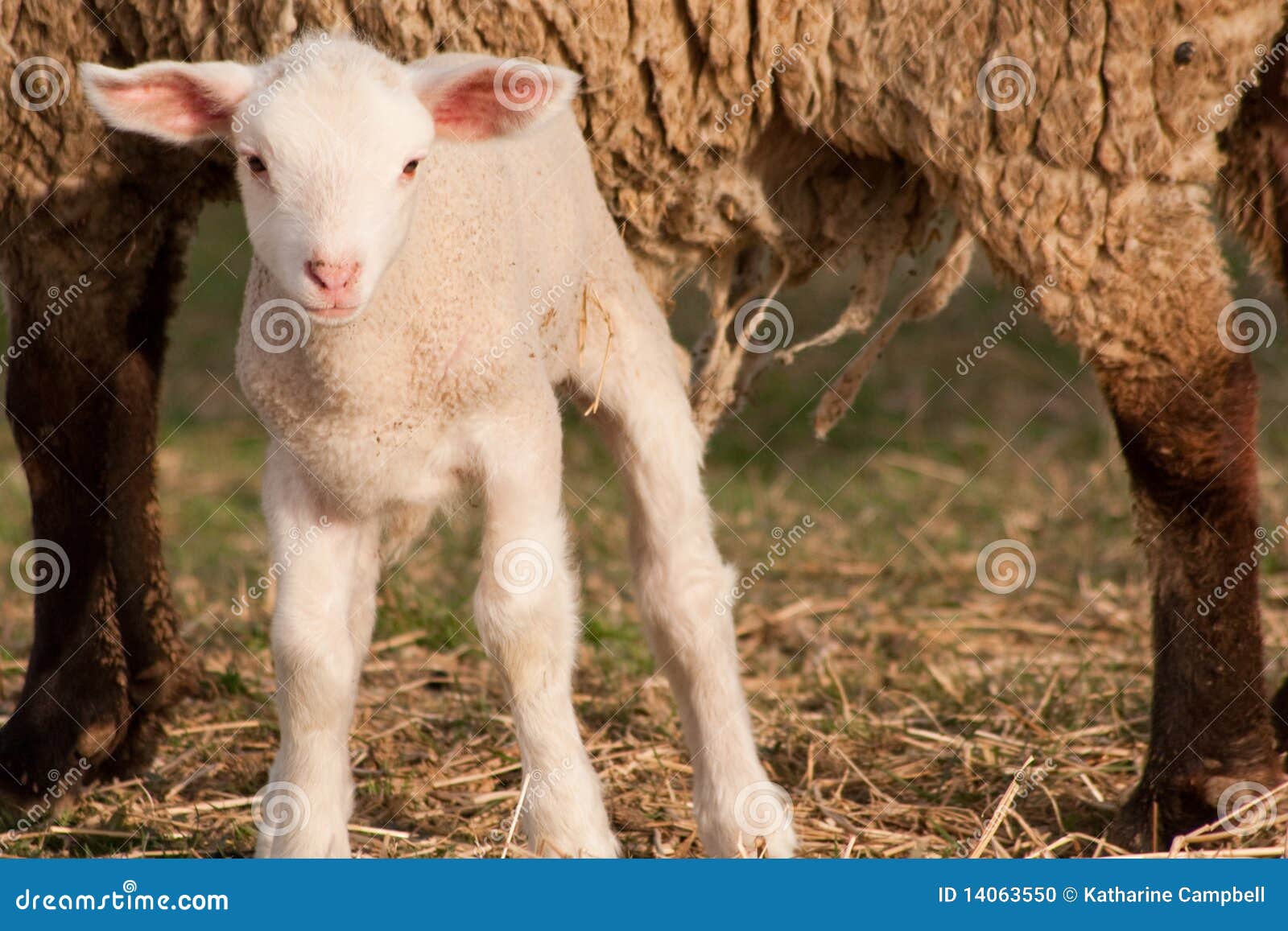Lamb and Mother stock photo. Image of spring, lamb, animals - 14063550