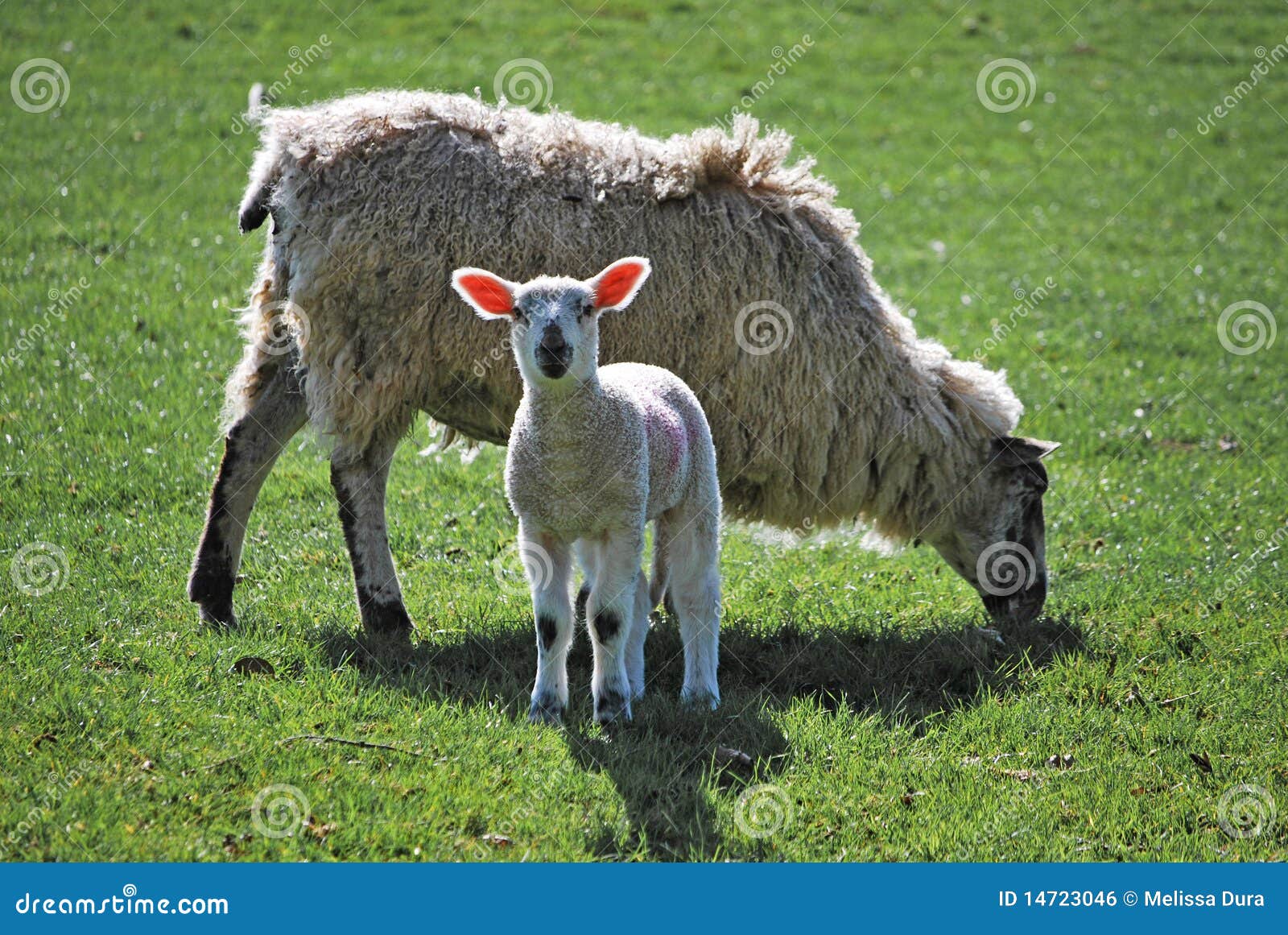 Lamb with mother stock photo. Image of agriculture, farms - 14723046