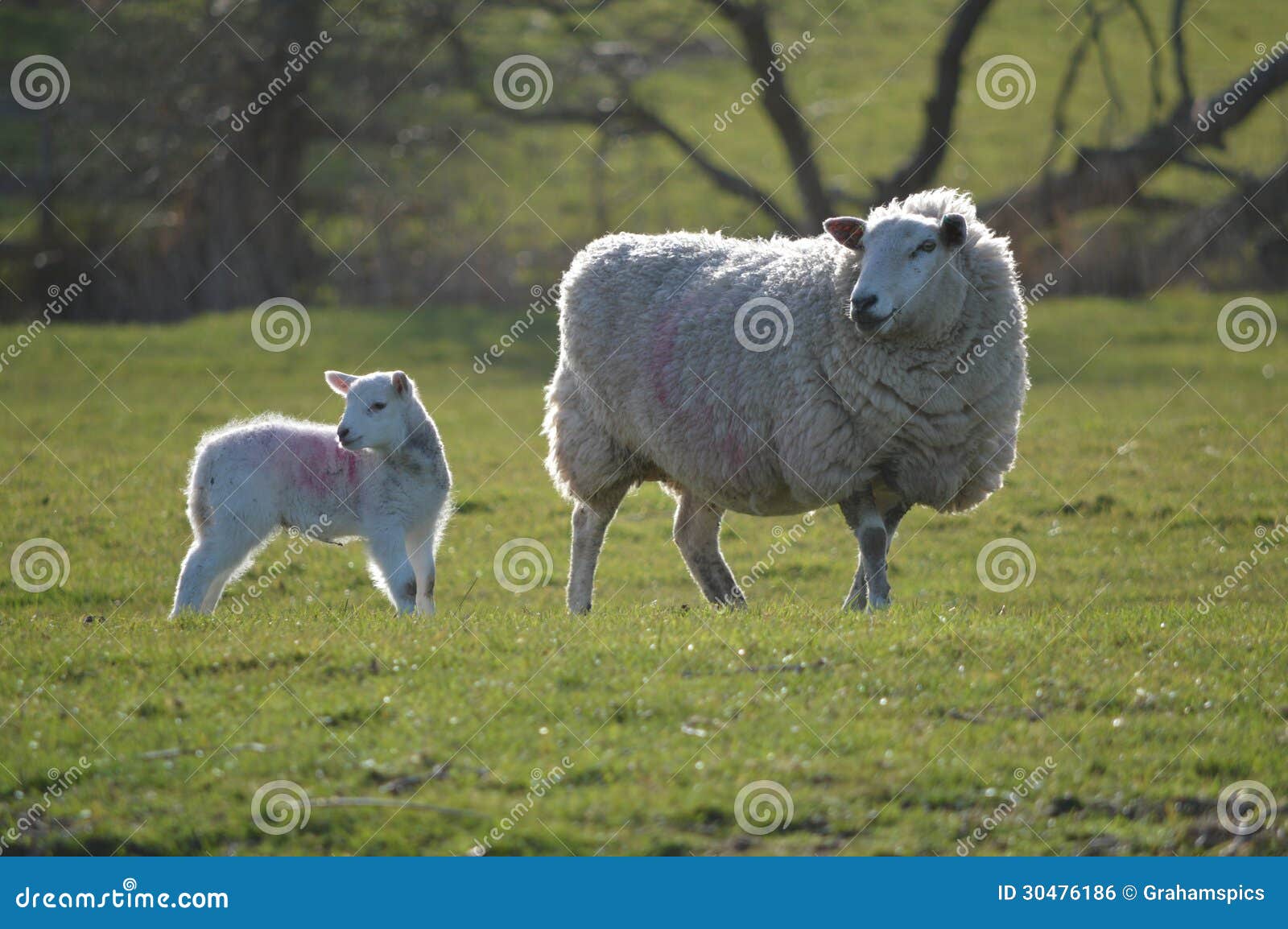 A Lamb and Mother stock photo. Image of countryside, livestock - 30476186