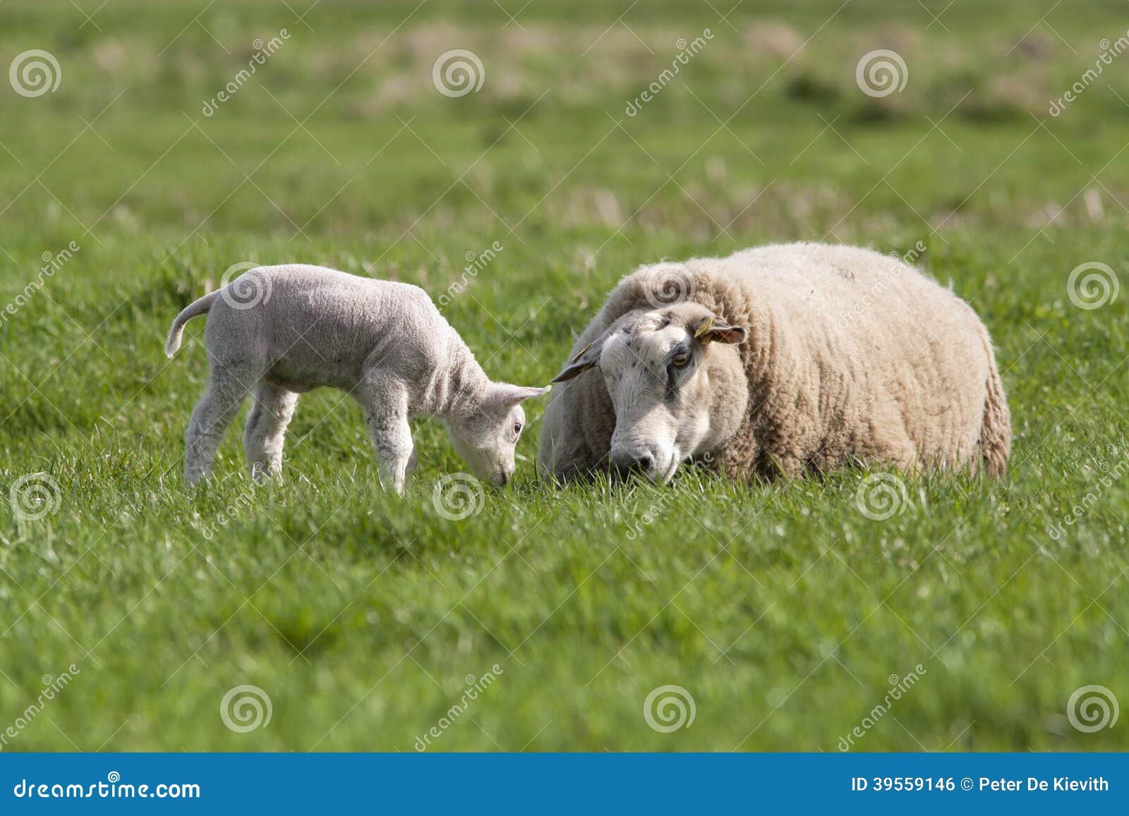 Lamb with mother stock photo. Image of family, domestic - 39559146