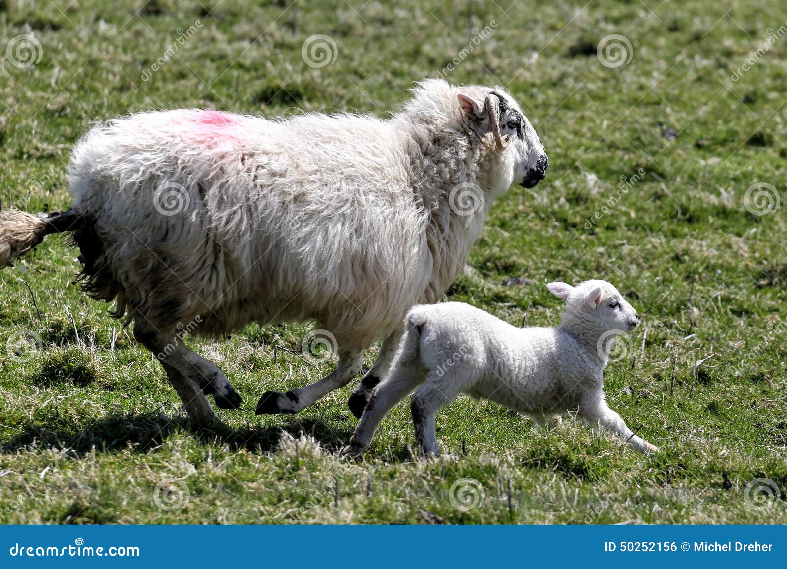 Lamb with mother stock photo. Image of wool, farm, ireland - 50252156
