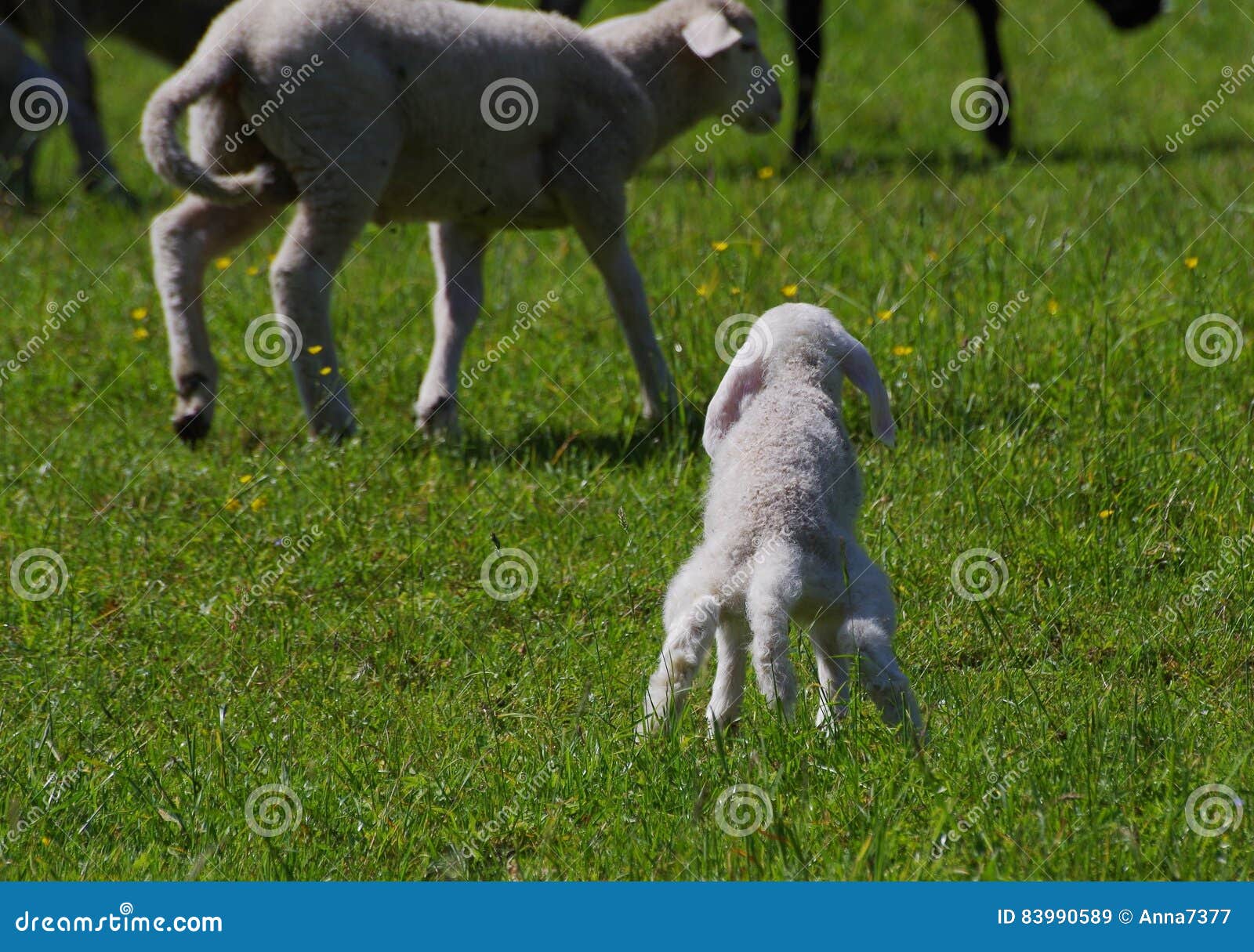 Lamb needs a pee stock image. Image of wool, funny, lamb - 83990589