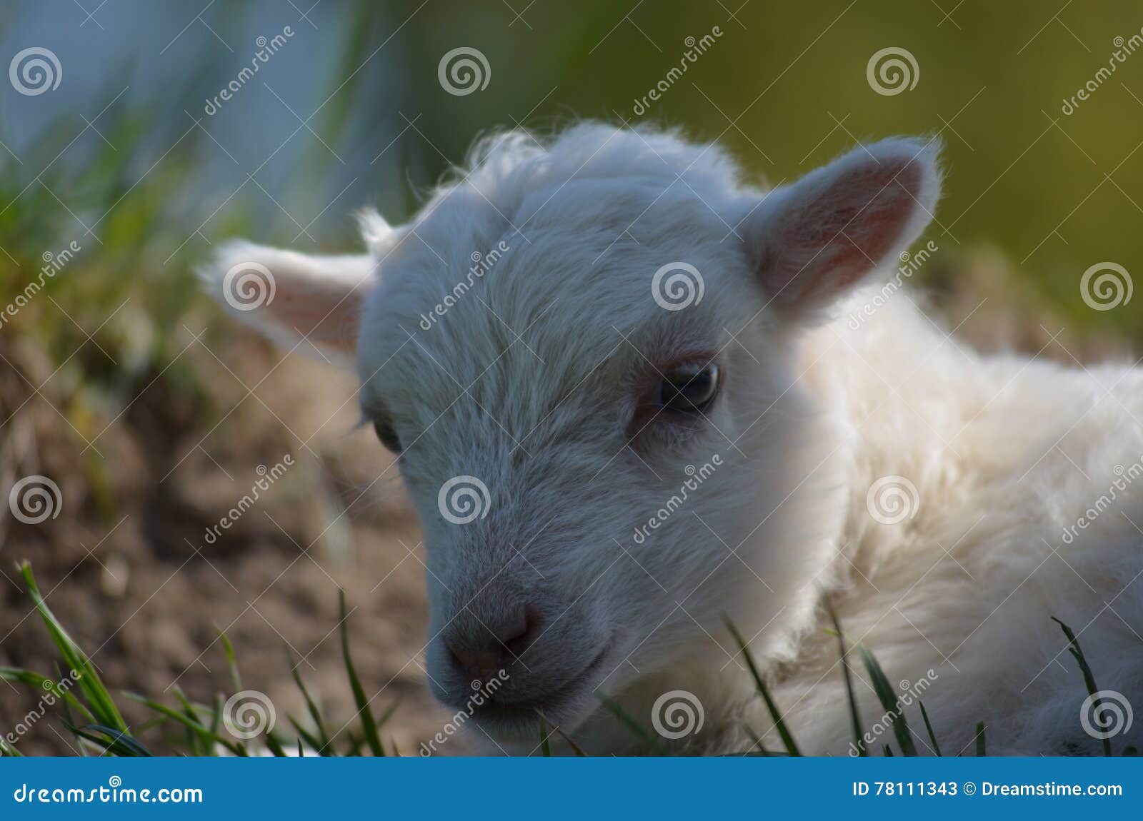 Lamb stock image. Image of geboren, lamb, eyes, lammetje - 78111343