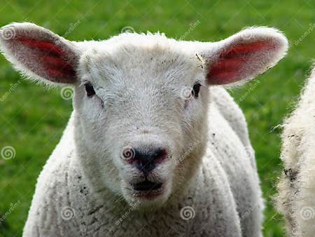 Lamb - oh! stock image. Image of meadow, farm, warm, sheep - 20773
