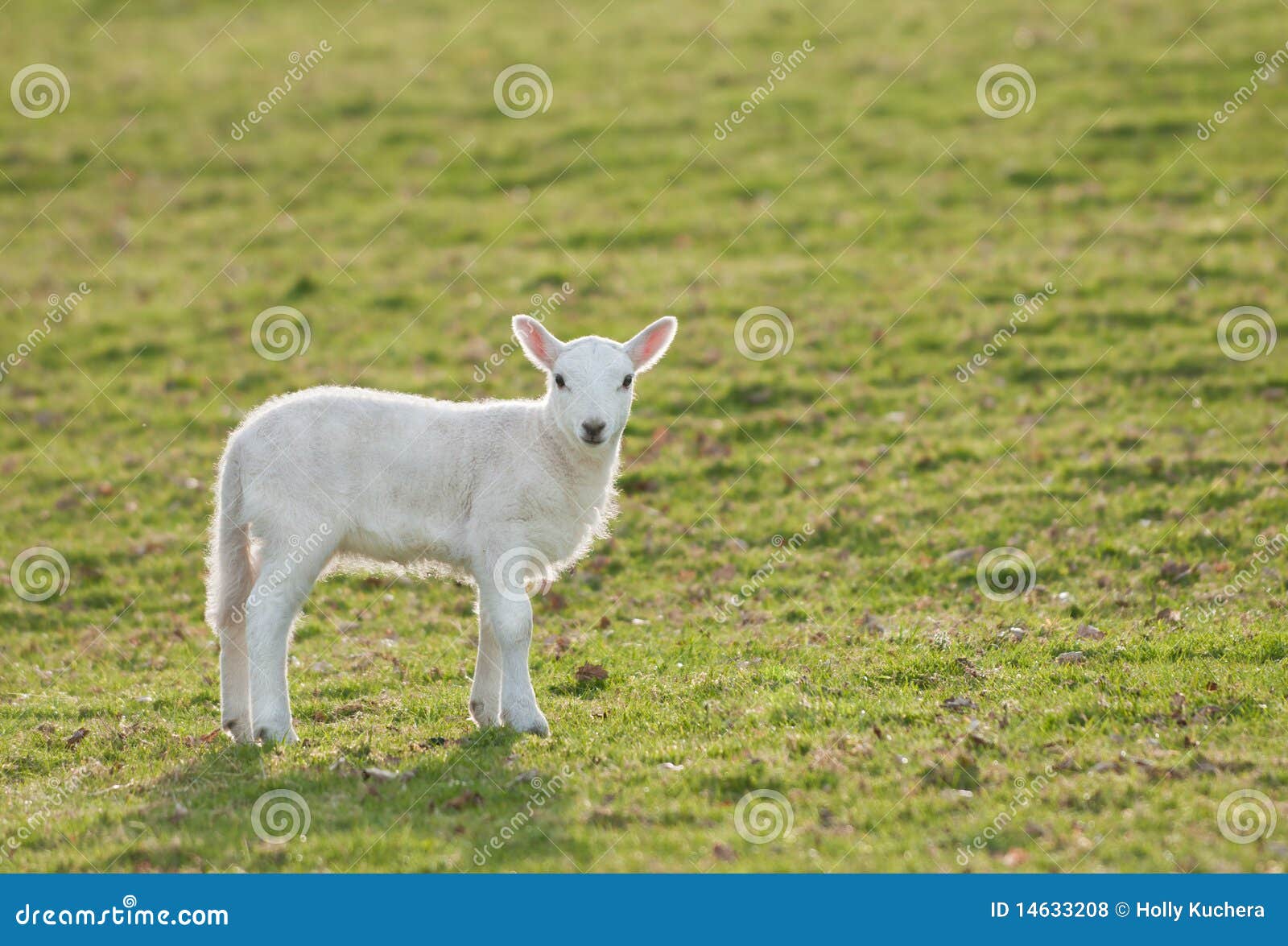 Lamb (Ovis Aries) Alone in Pasture Stock Photo - Image of wooly, baby ...
