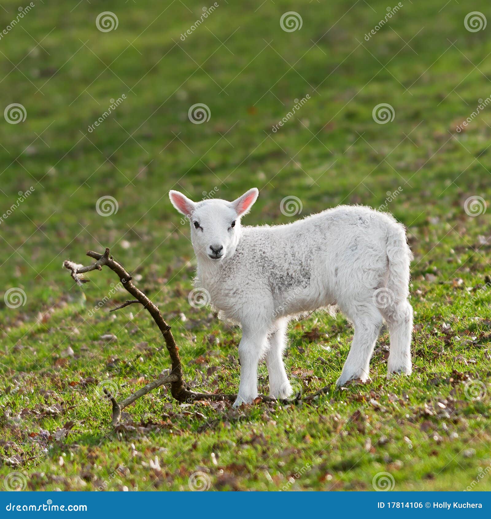 Lamb (Ovis Aries) & Stick Stock Photo - Image of ovis, animal: 17814106