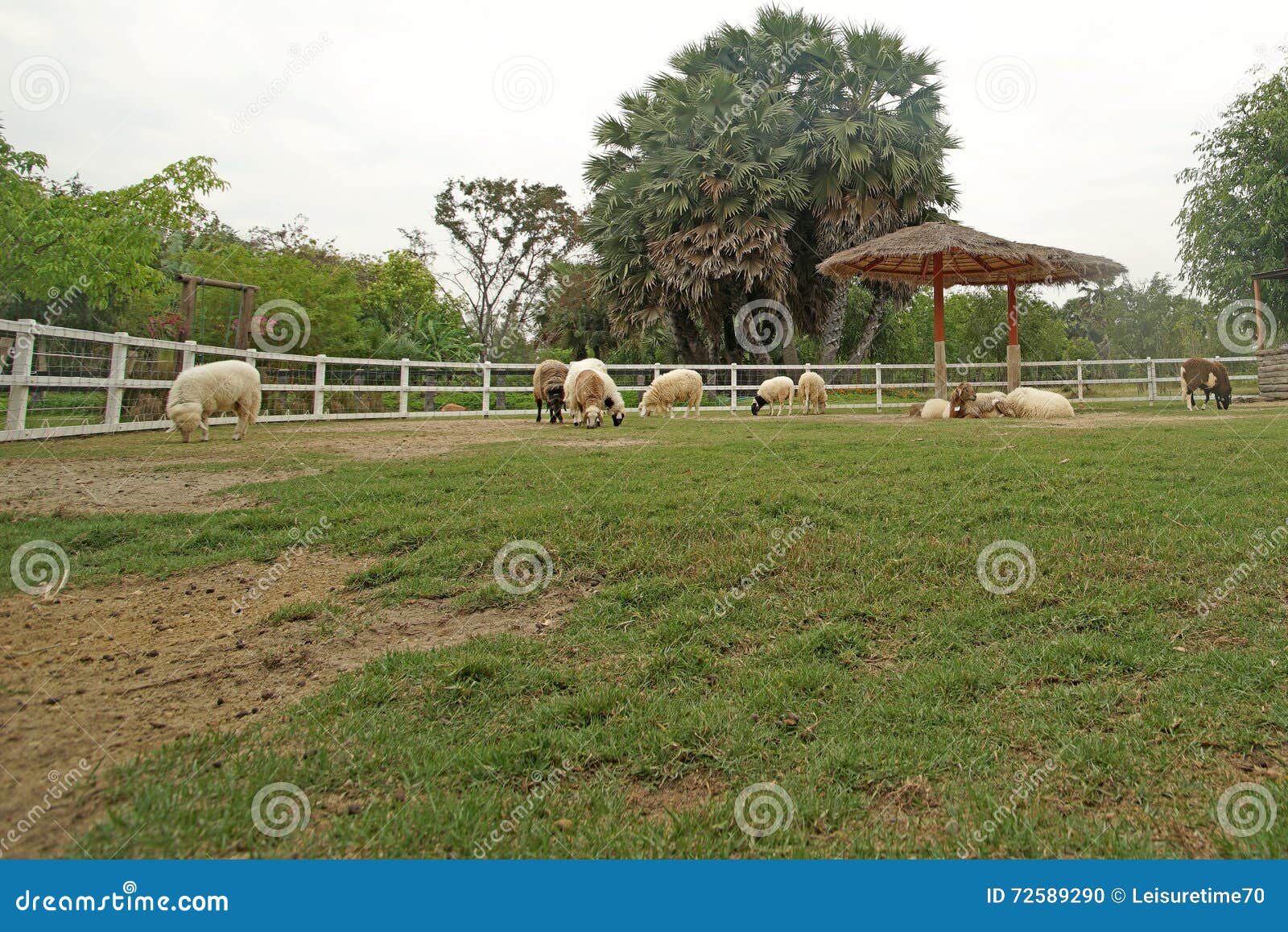 Lamb in paddock stock photo. Image of animal, meadow - 72589290