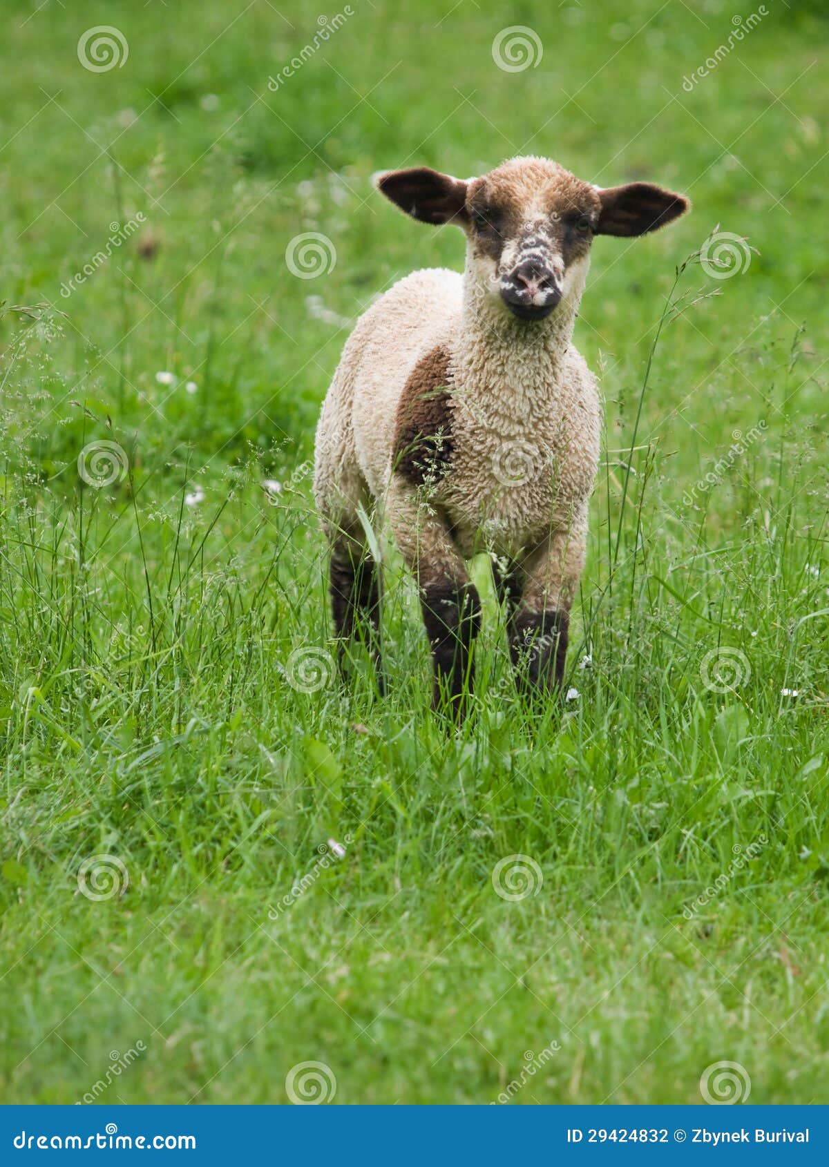Lamb on the pasture stock photo. Image of animal, sheep - 29424832